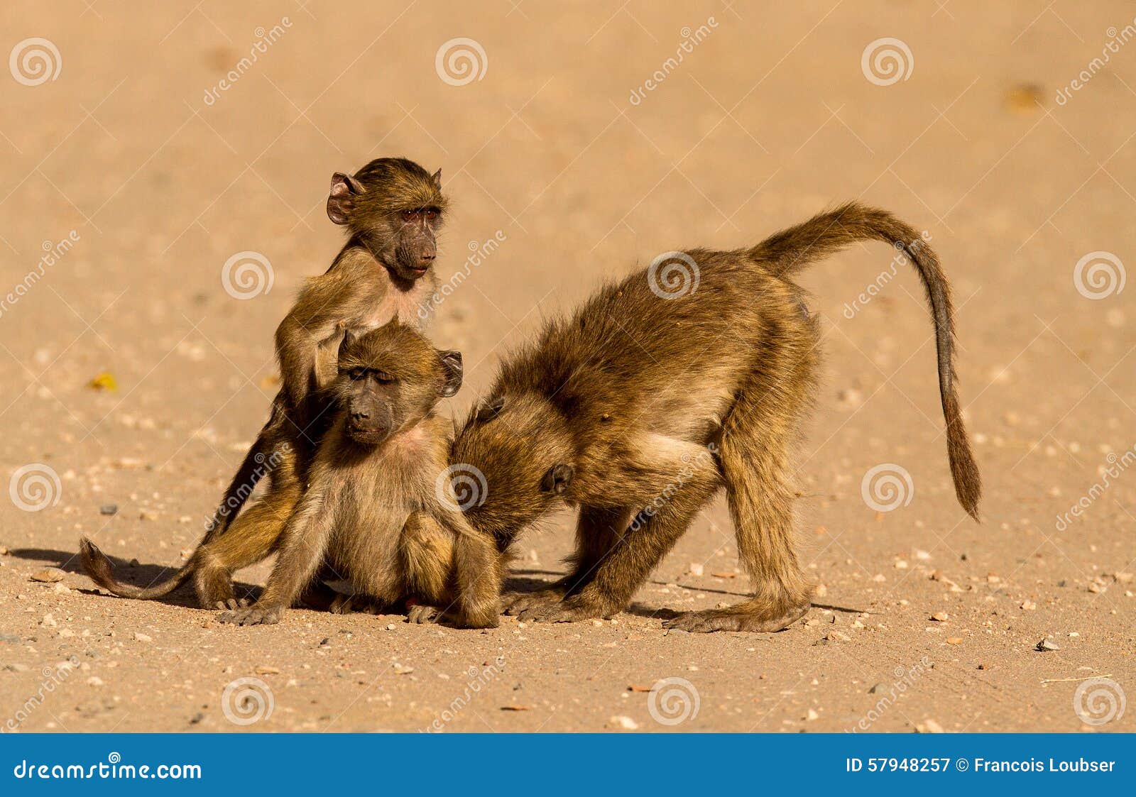 Baboon stock image. Image of nature, savanna, wildlife - 57948257