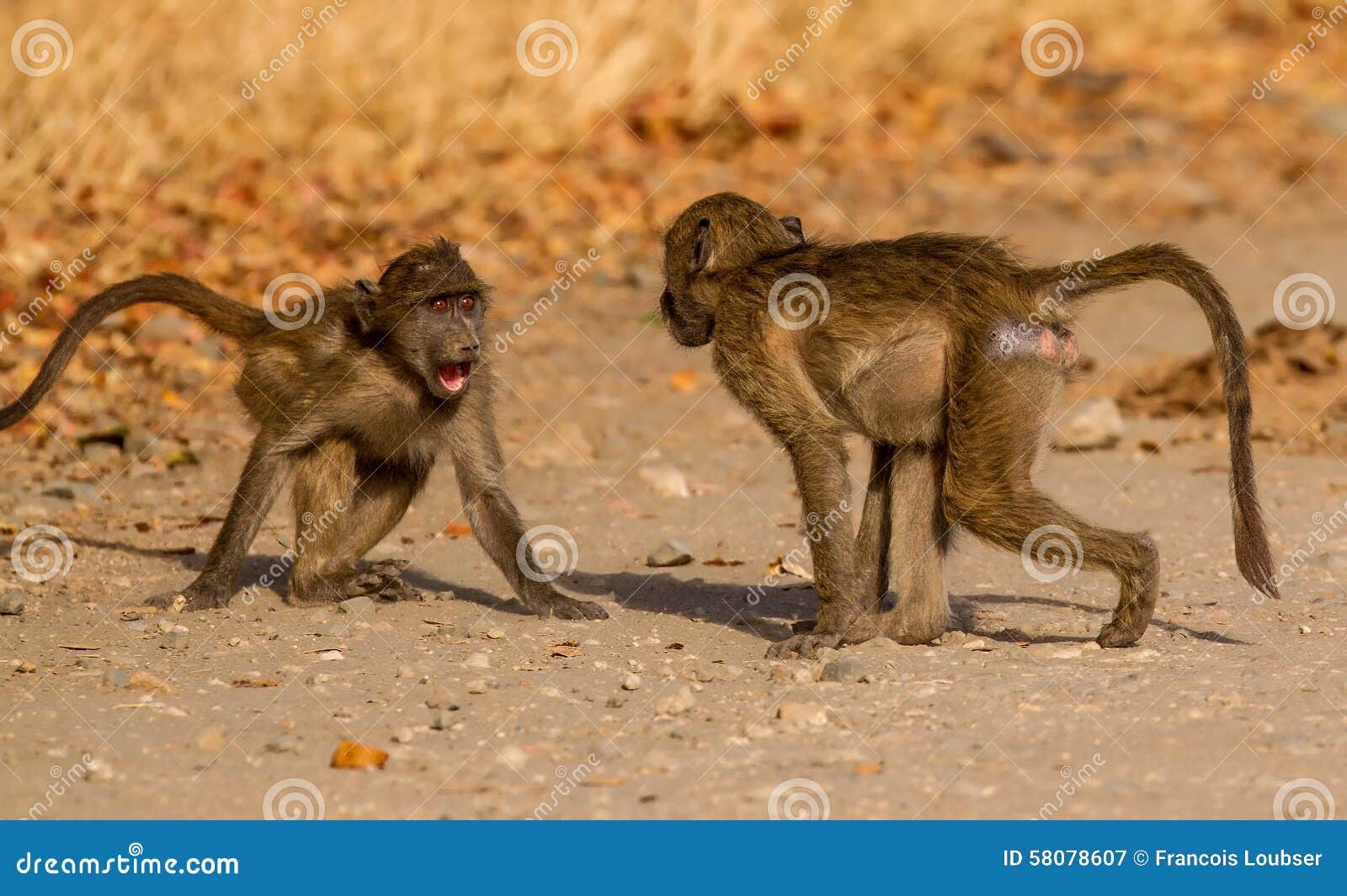 Baboon stock image. Image of baboon, ride, nature, animal - 58078607