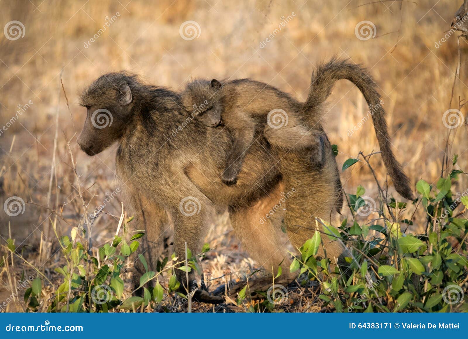 Baboon with baby stock image. Image of monkey, baboon - 64383171