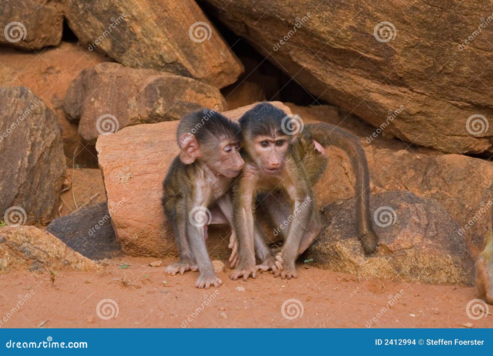 Baboon Baby Friends stock photo. Image of wild, baby, wildlife - 2412994