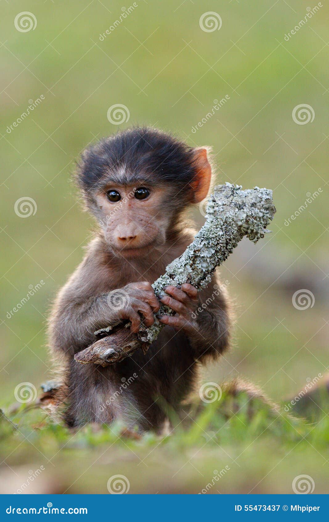 Baboon stock image. Image of primate, baby, african, park - 55473437
