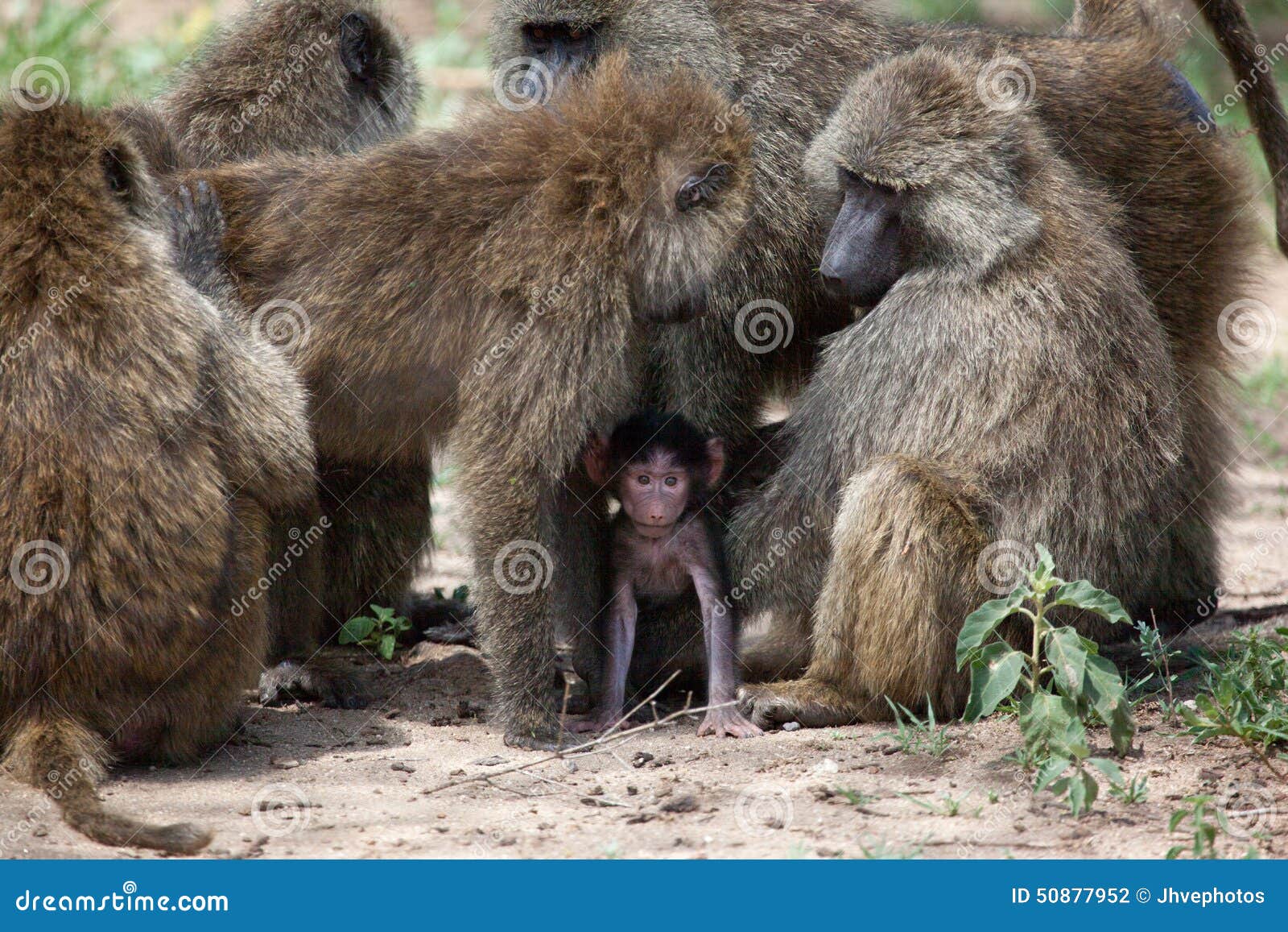 Baboon Guard Stock Photos - Free & Royalty-Free Stock Photos from ...