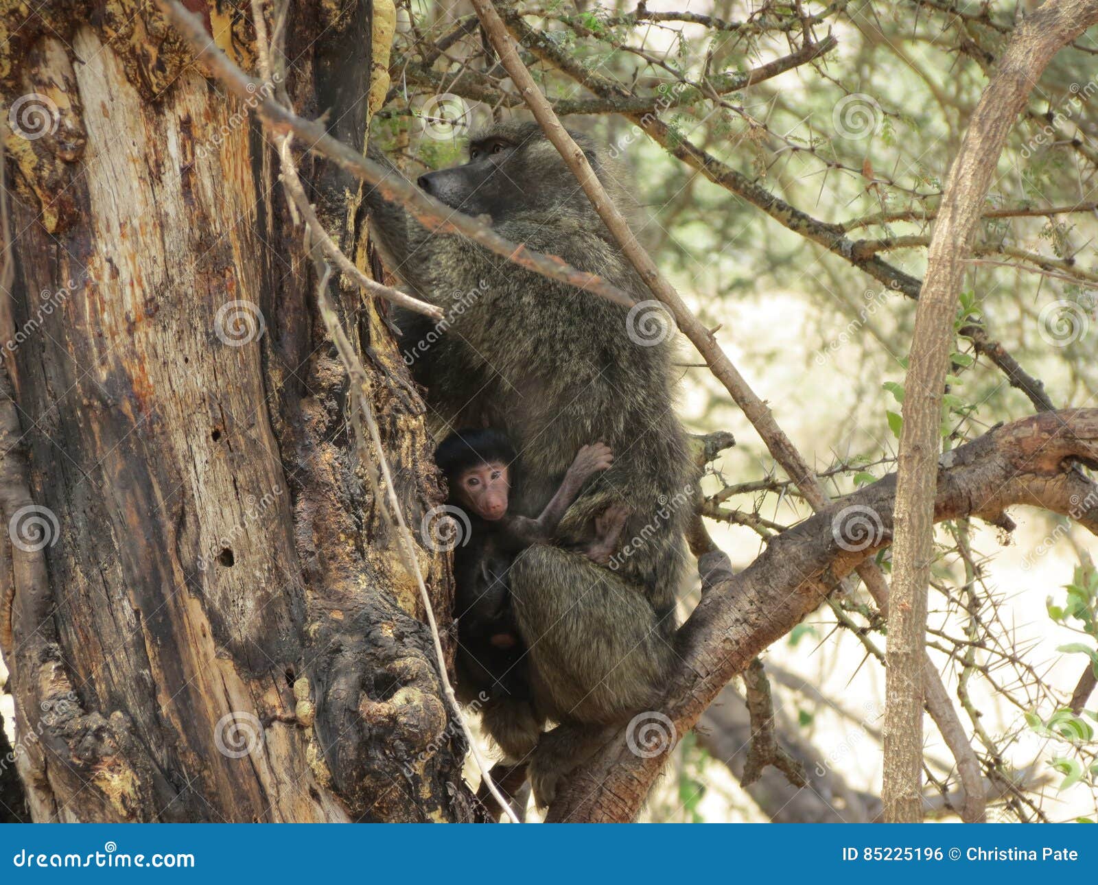 Baboon with Baby in Tree in Africa Stock Photo - Image of holding ...
