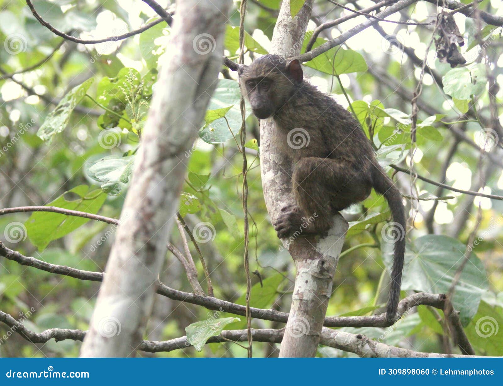 Baboon Baby in a Tree in Africa Stock Photo - Image of green, african ...