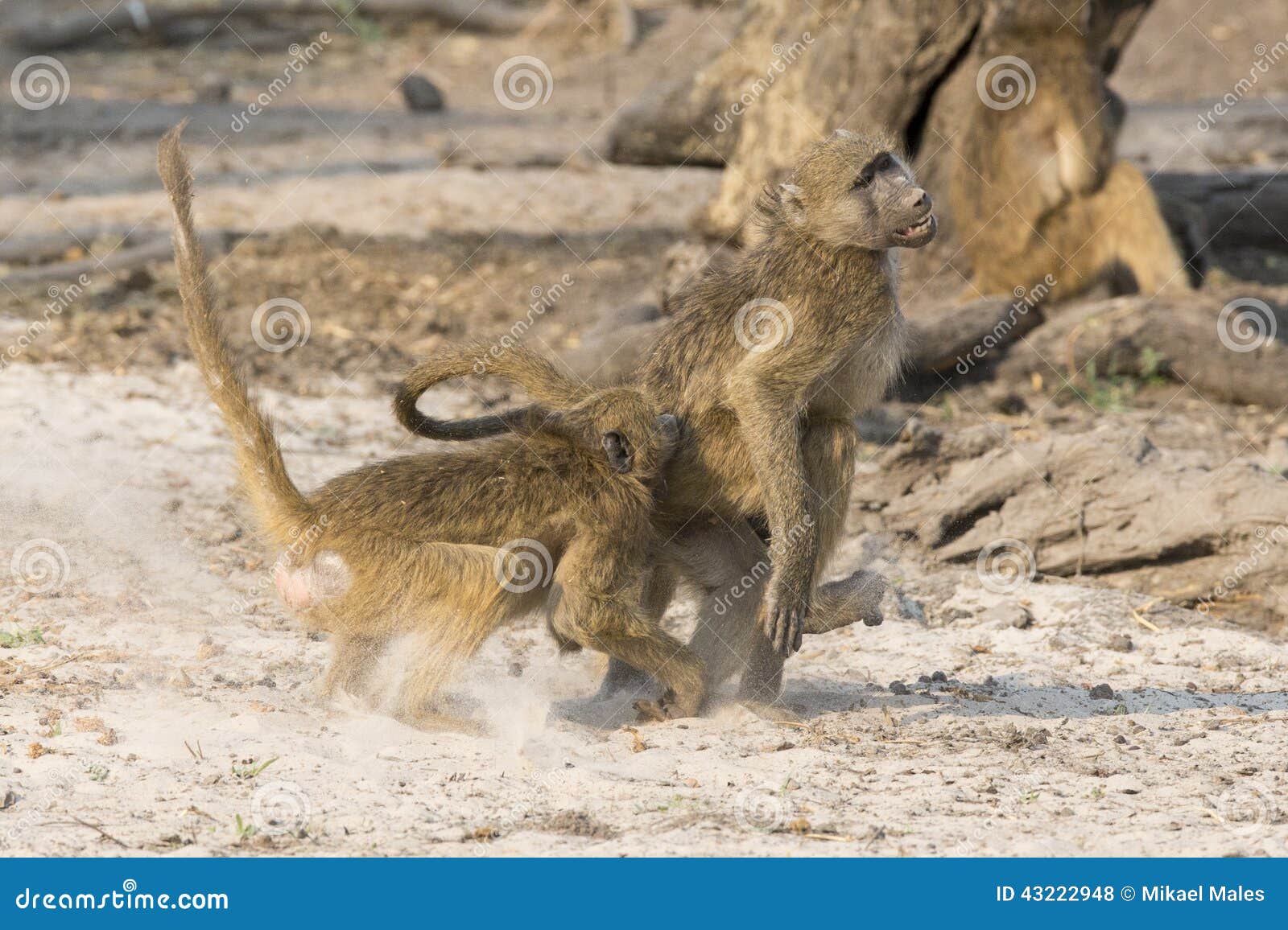 Baboon Biting Another on the Rear End Stock Photo - Image of monkeys ...
