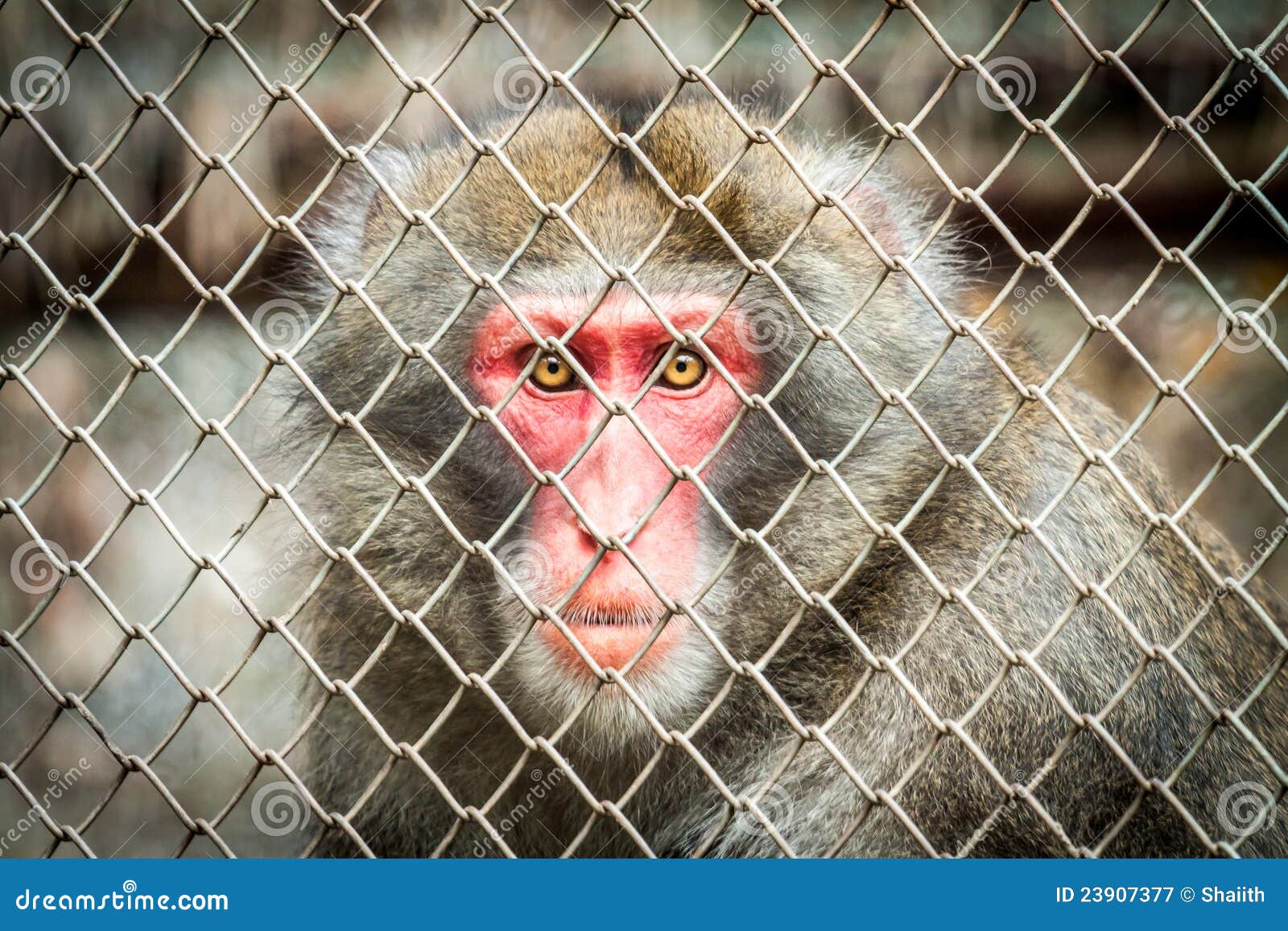 Baboon in a Cage at the Zoo Stock Image - Image of captivity, nose ...