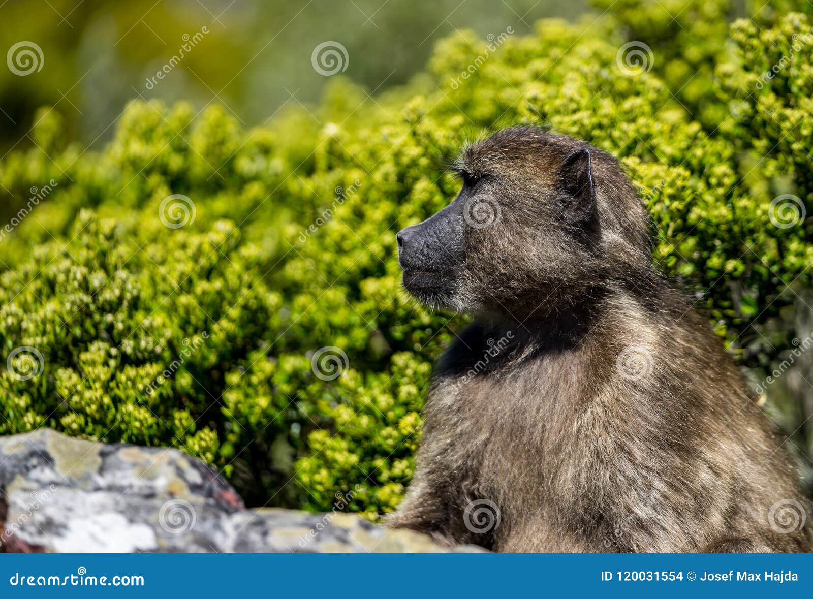 Face of baboon stock photo. Image of park, animal, south - 120031554