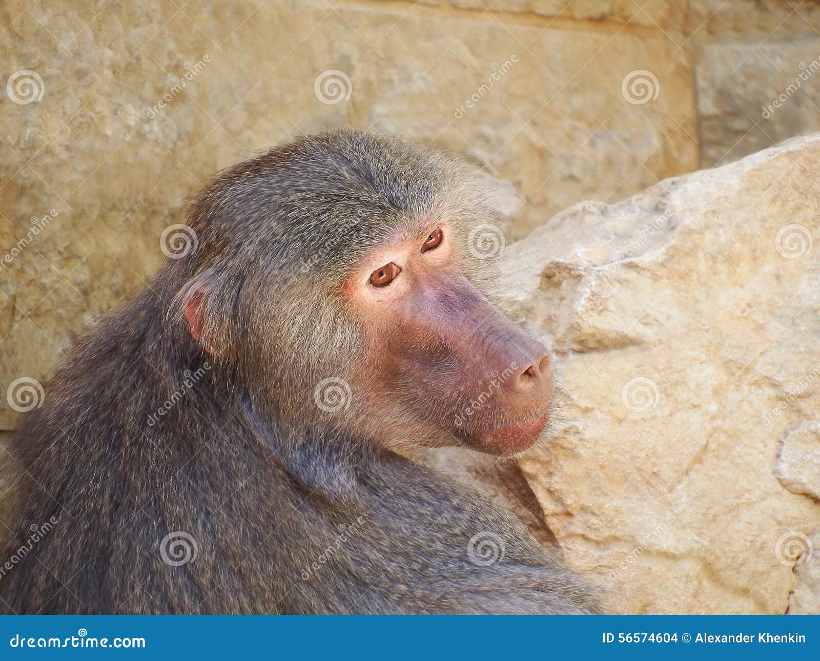 Baboon in captivity stock photo. Image of garden, baboon - 56574604