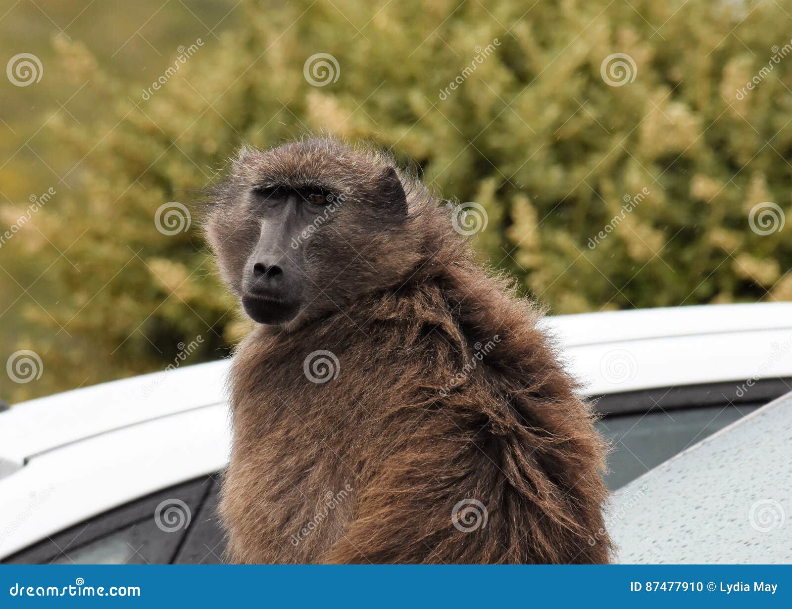 Baboon on car stock photo. Image of tourist, hood, south - 87477910