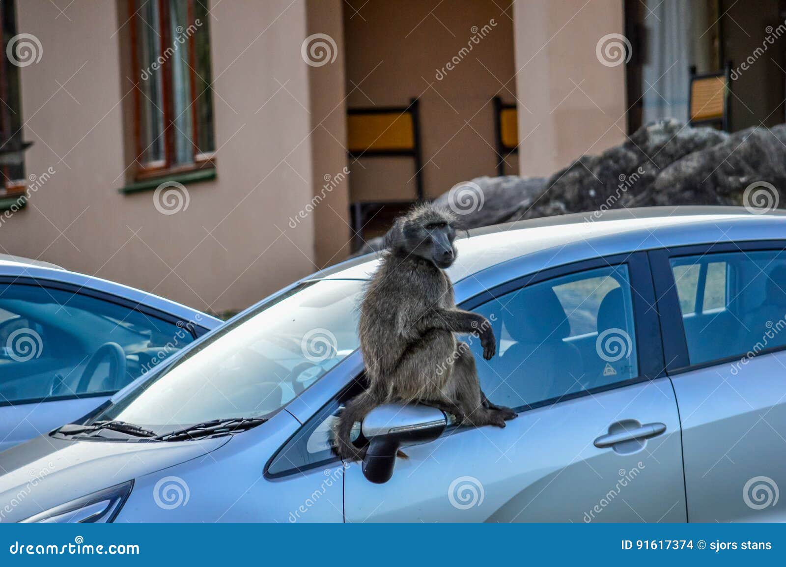 Baboon on a car stock photo. Image of wildlife, driving - 91617374