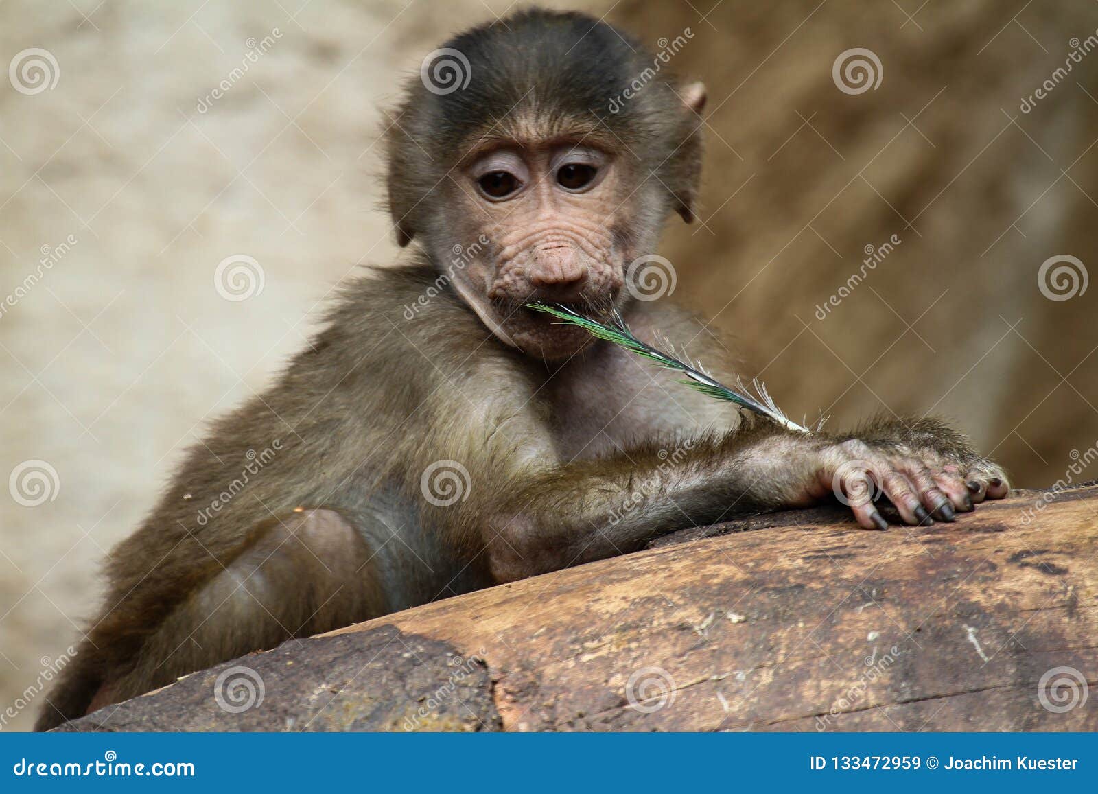 A Baboon Child Nibbles a Blade of Grass Stock Image - Image of grass ...