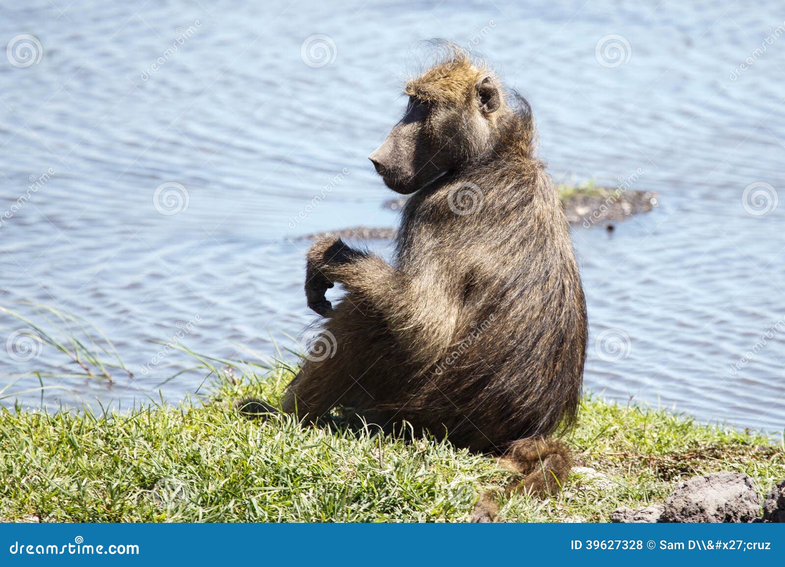 Baboon - Chobe River, Botswana, Africa Stock Photo - Image of ecosystem ...