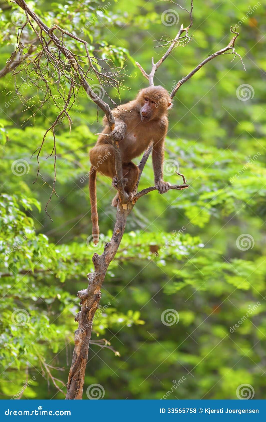 Baboon climbing stock photo. Image of conservation, mammal - 33565758