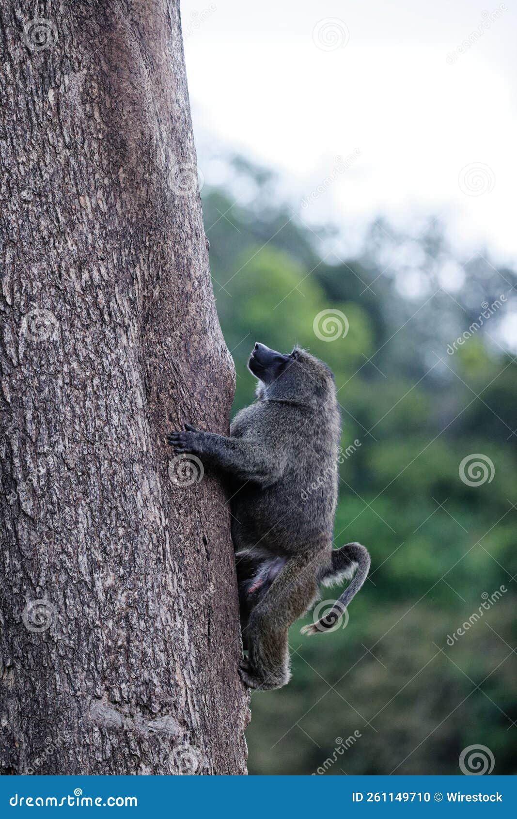 Baboon Climbing Tree and Looking Up Stock Photo - Image of ...