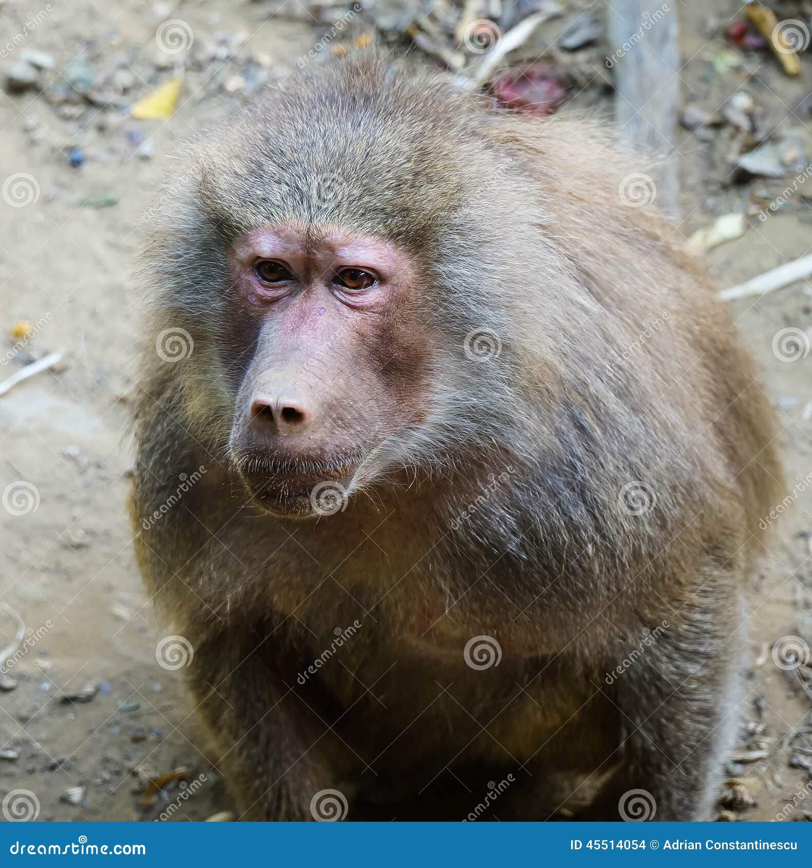 Baboon stock photo. Image of habitat, african, kenya - 45514054