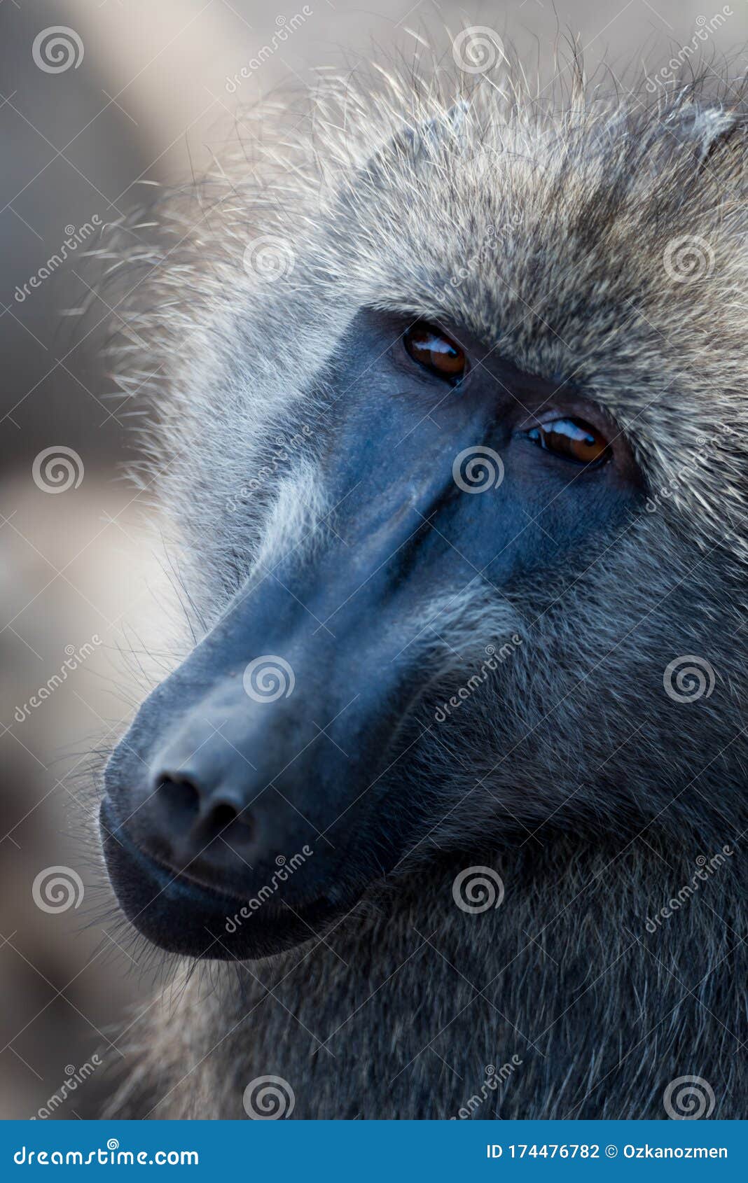 Baboon close up portrait stock photo. Image of wilderness - 174476782