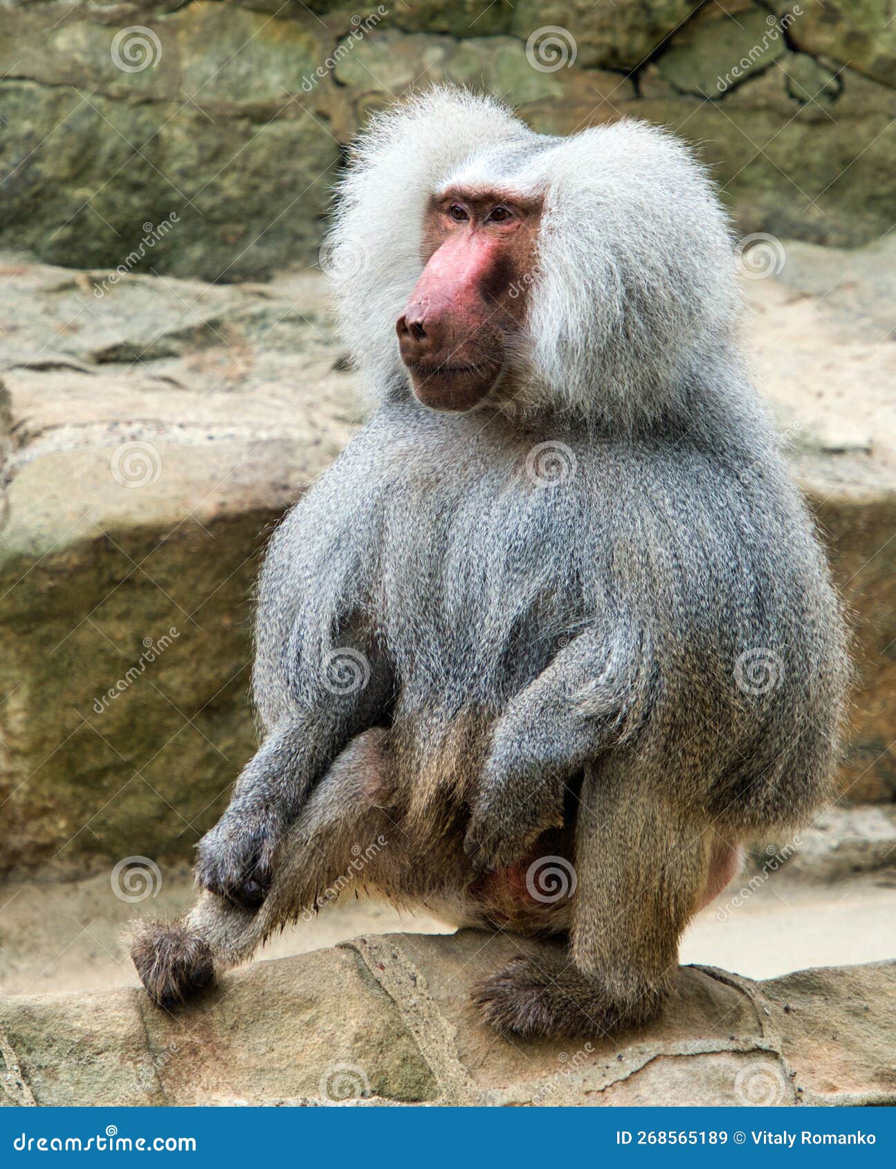 Baboon stock image. Image of wildlife, squirrel, close - 268565189