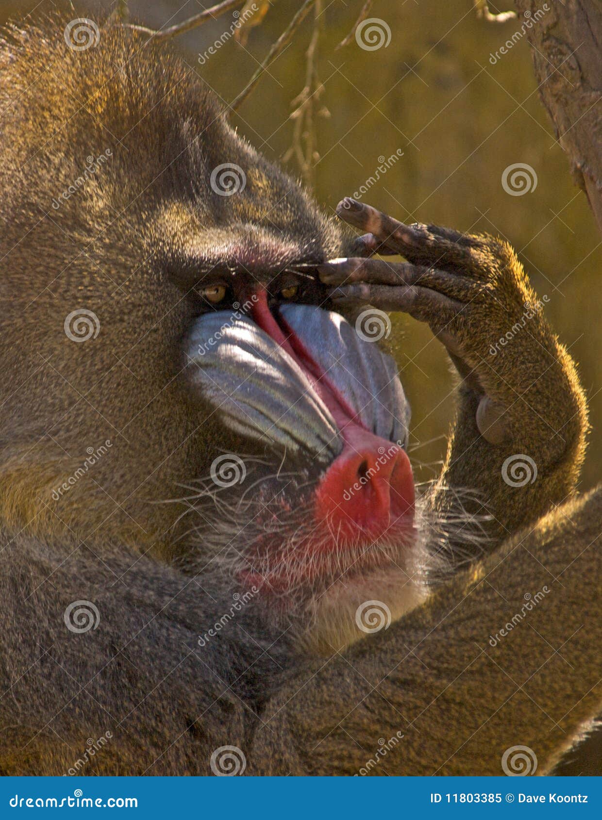 Baboon in Deep Thought stock image. Image of hairy, colorful - 11803385