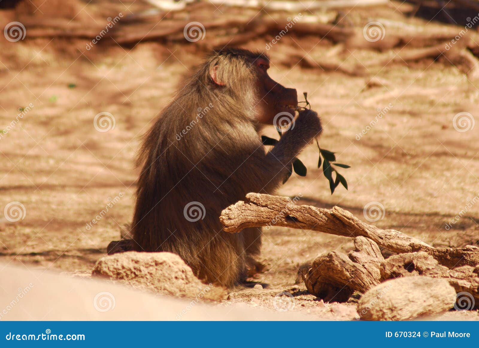 Baboon Dining stock photo. Image of africa, mammal, care - 670324