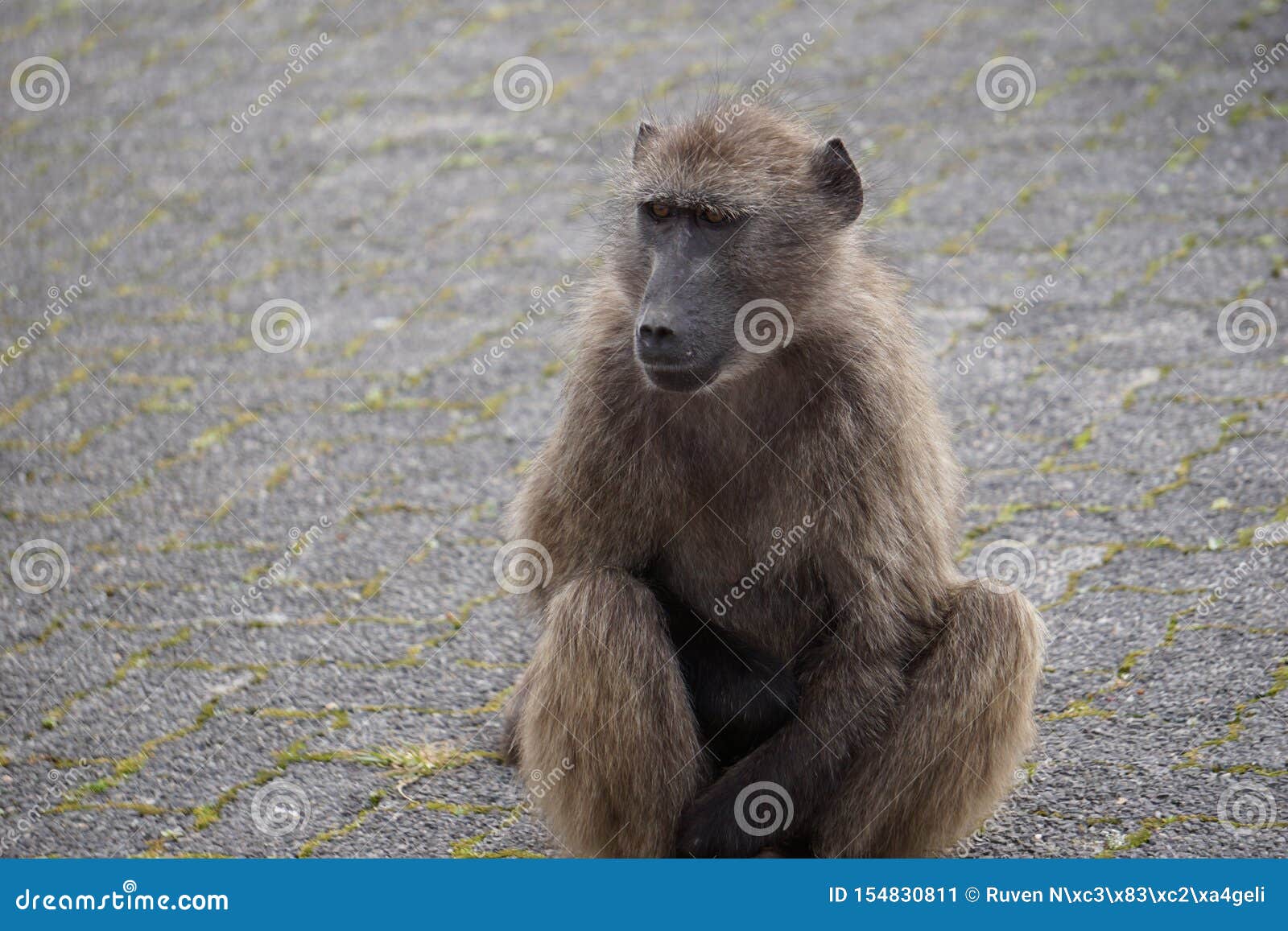 Baboon stock image. Image of protected, cheeky, cute - 154830811