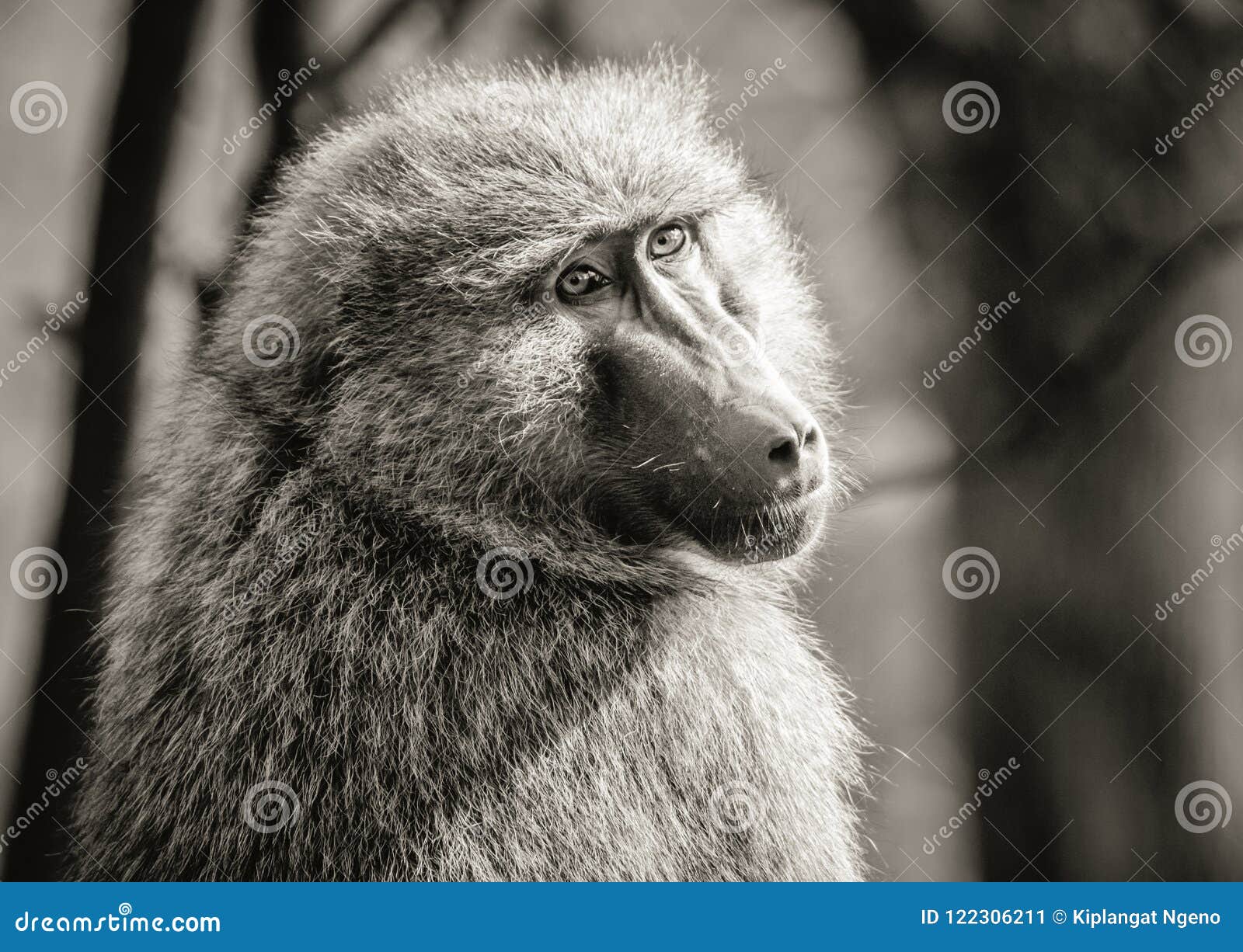 A Baboon Doing an Over the Shoulder Pose Stock Image - Image of ...