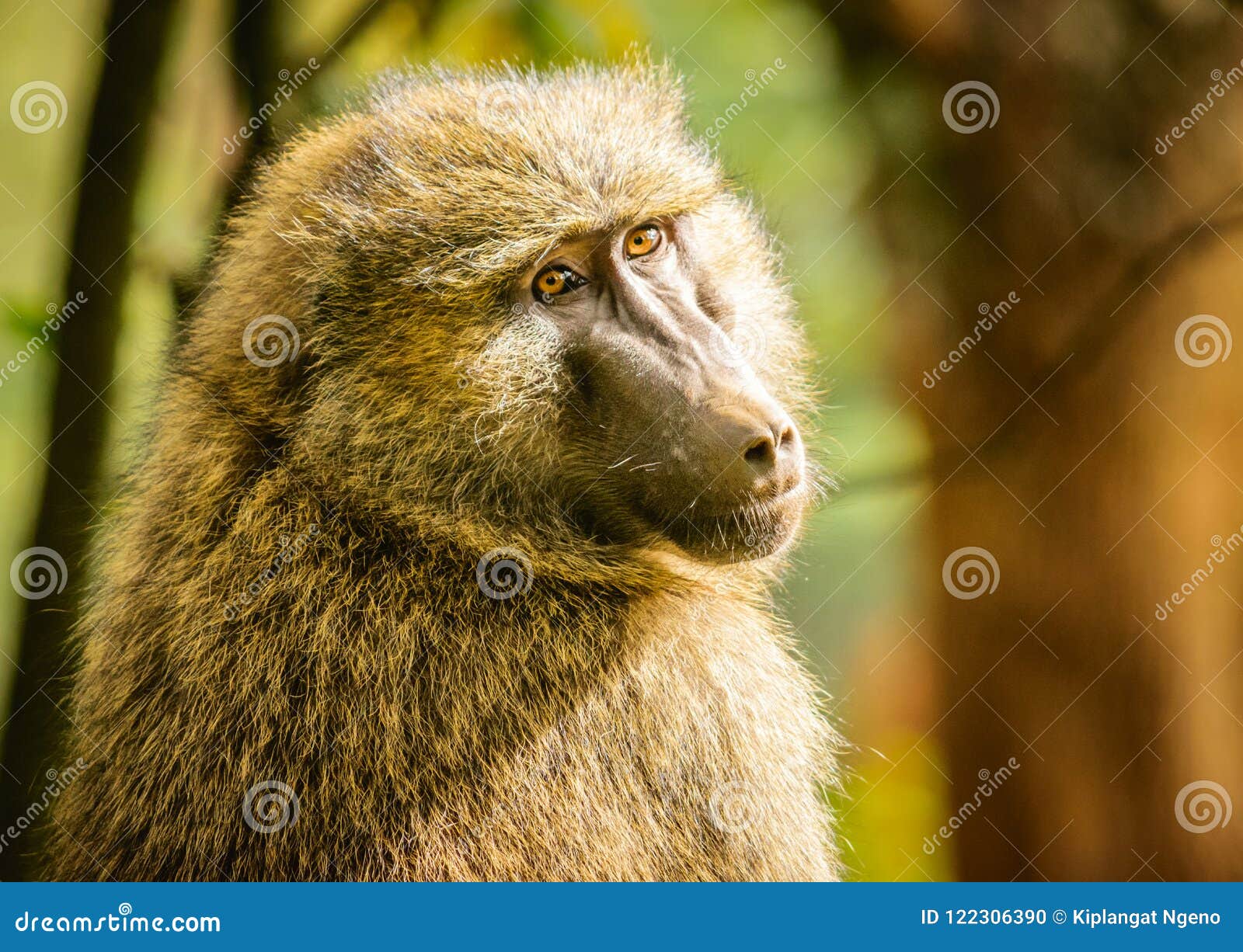 A Baboon Doing an Over the Shoulder Pose Stock Photo - Image of primate ...