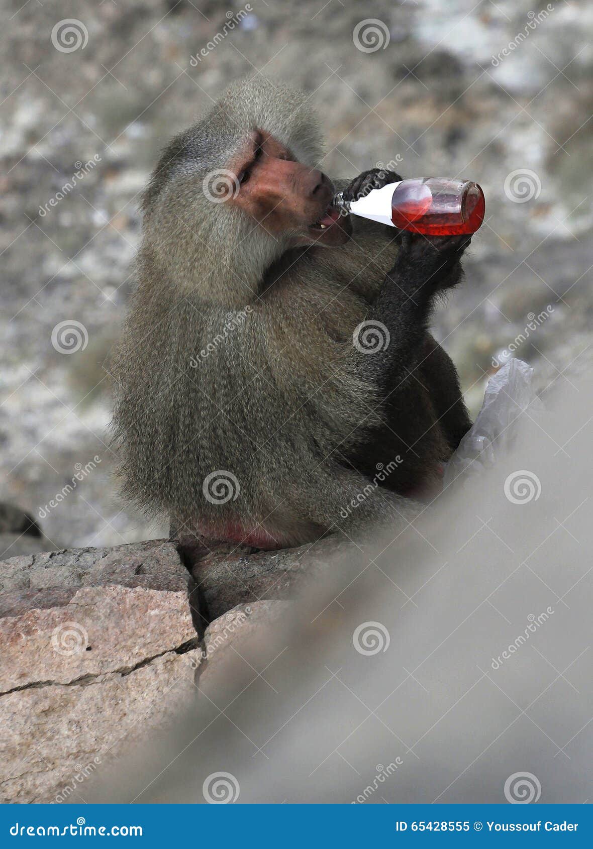 Baboon drinking juice stock image. Image of wildlife - 65428555