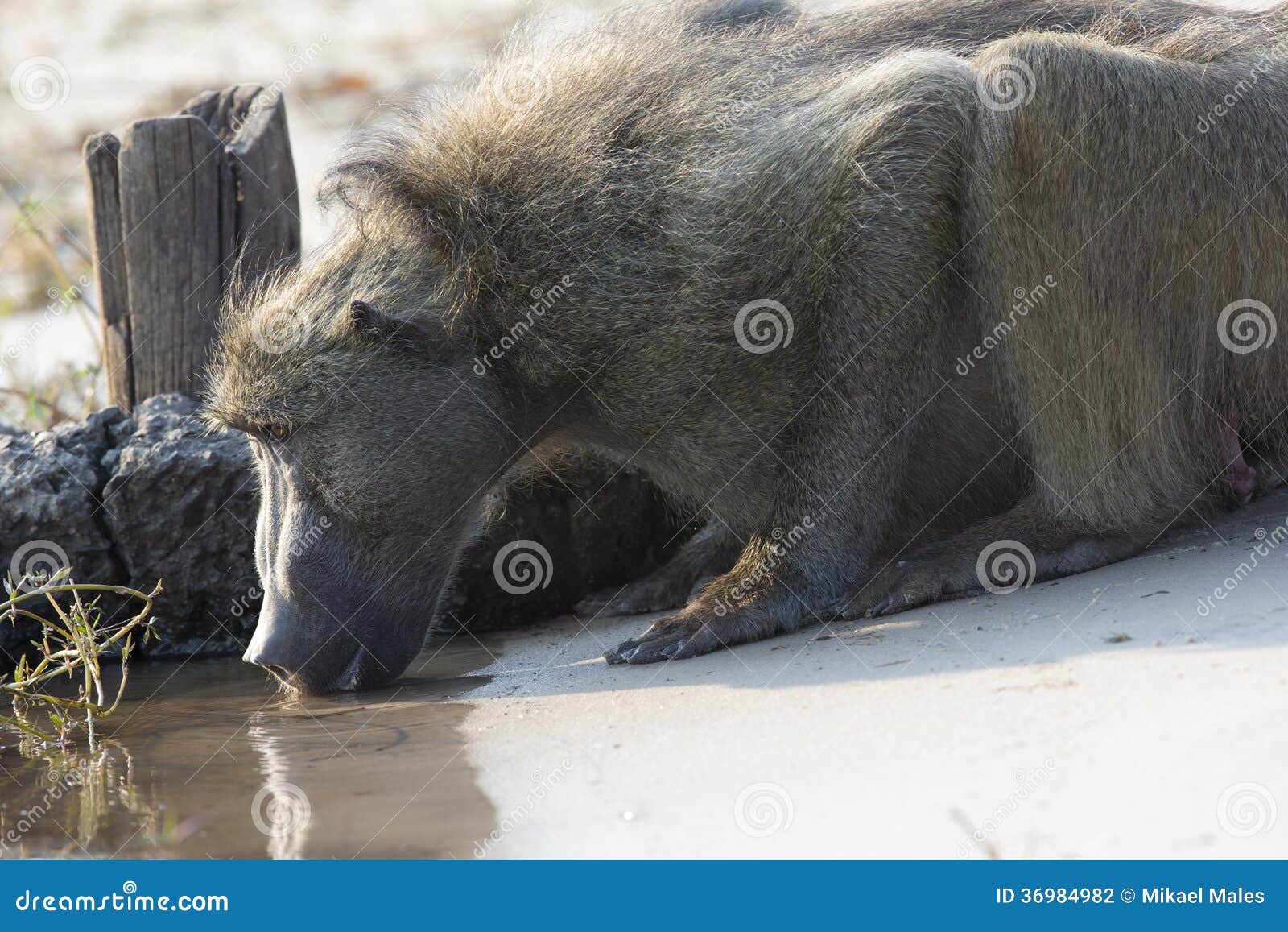 Baboon Drinking Water on the Choebe River Stock Photo - Image of ...