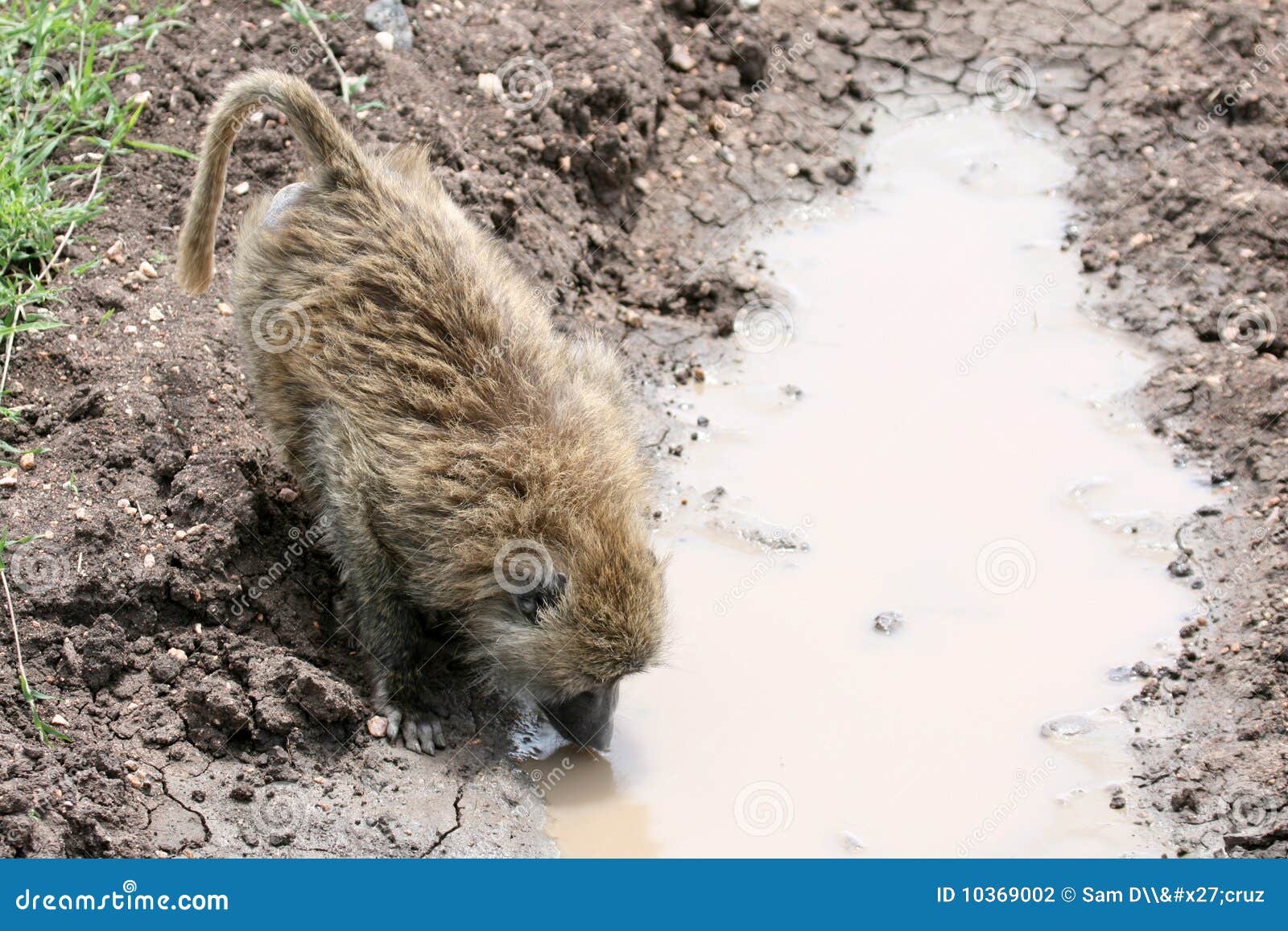 Baboon Drinking Water - Serengeti, Africa Stock Photo - Image of east ...