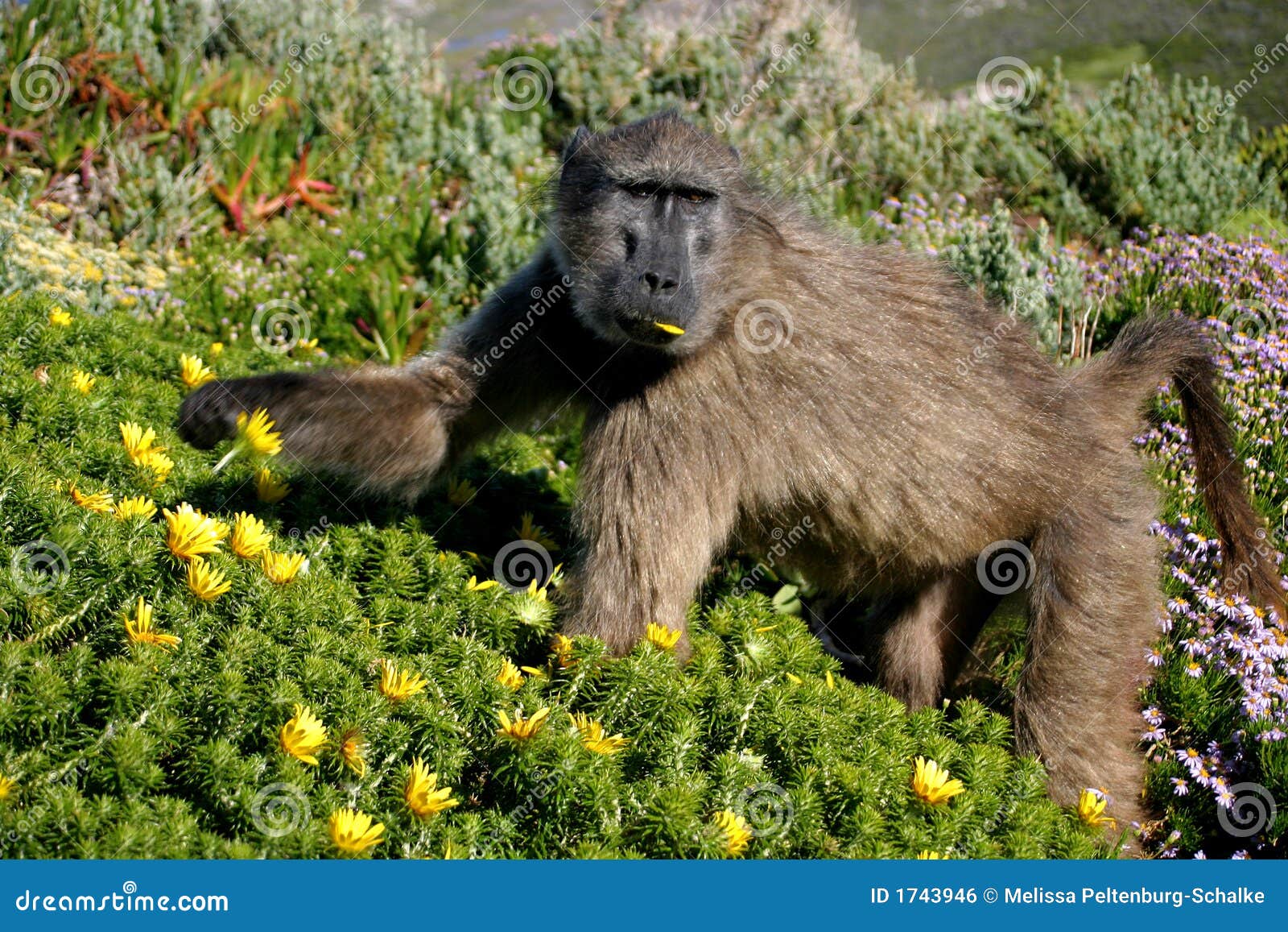 Baboon eating stock photo. Image of hope, baboon, natural - 1743946
