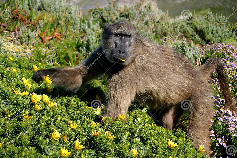 Baboon eating stock photo. Image of hope, baboon, natural - 1743946