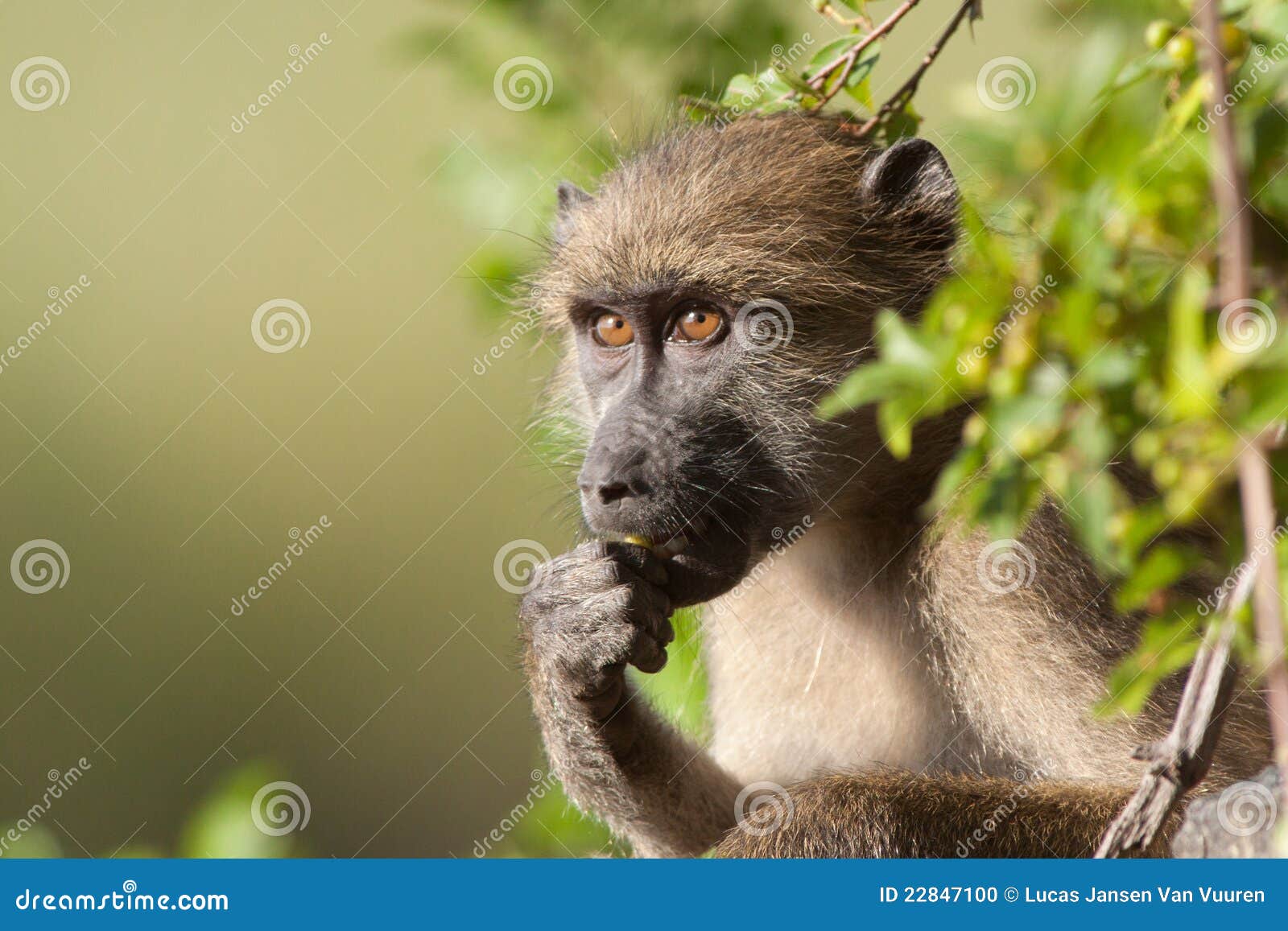 Baboon Eating stock photo. Image of blur, portrait, background - 22847100