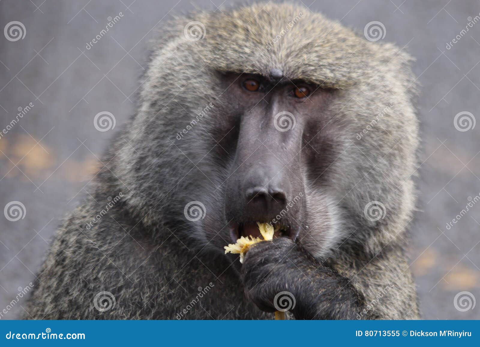 Baboon stock image. Image of banana, baboon, eating, peel - 80713555