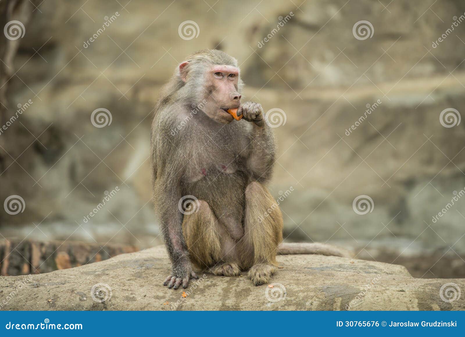 Baboon stock photo. Image of south, food, creature, baboon - 30765676