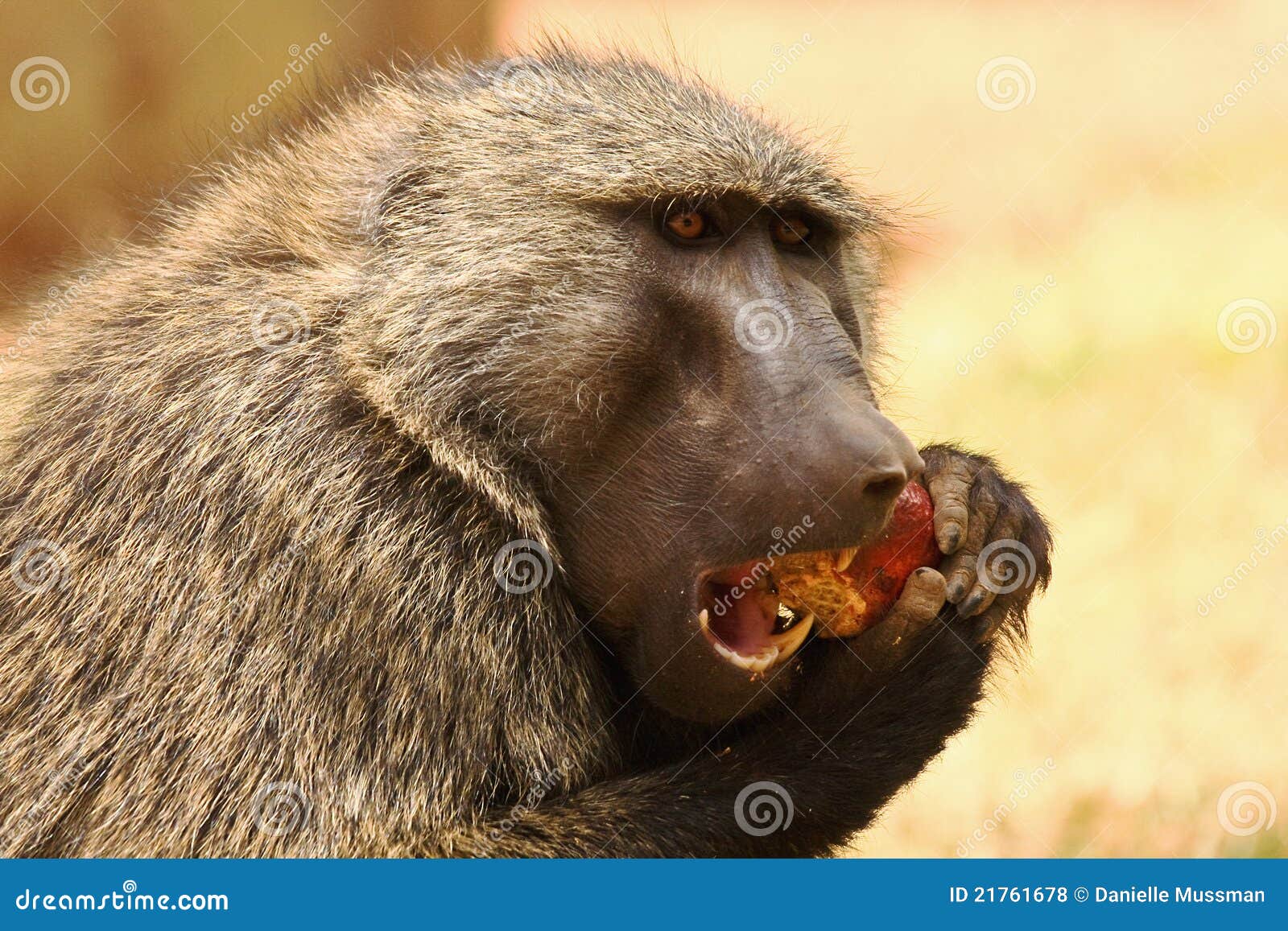 Baboon Eating Doum Palm Seed Stock Photo - Image of baboon, animal ...