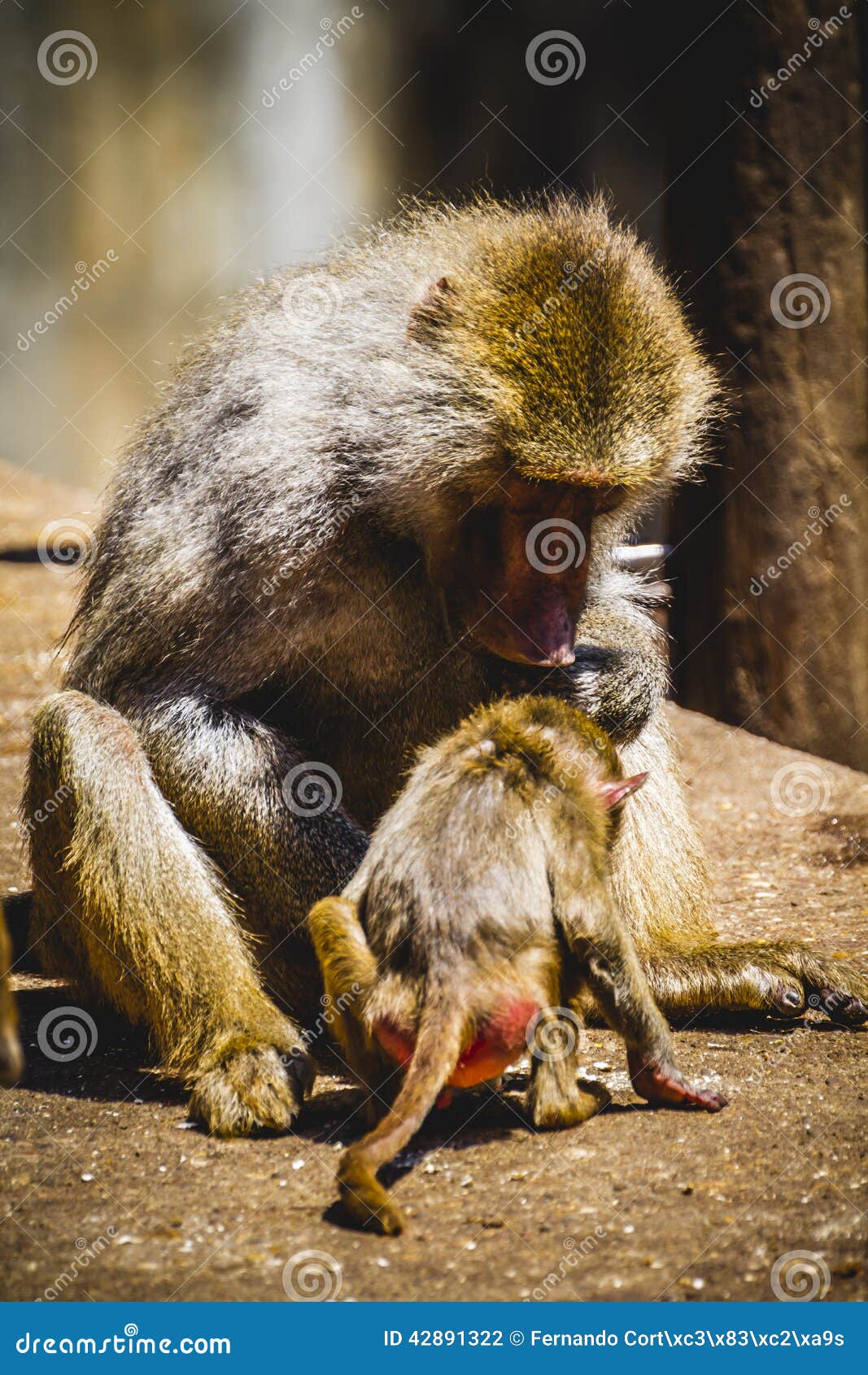Baboon Eating a Family Group and Monkey Stock Photo - Image of cute ...