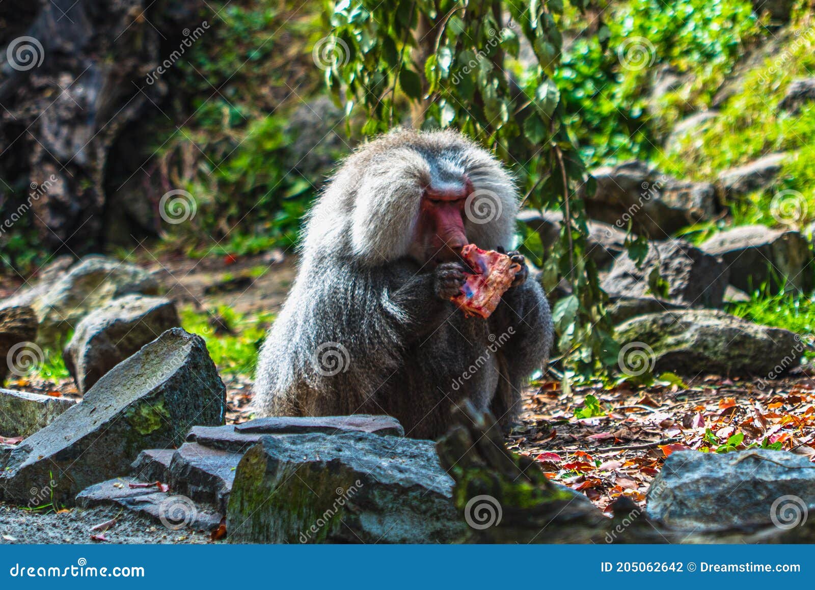 Baboon Eating Meat stock photo. Image of monkey, sitting - 205062642