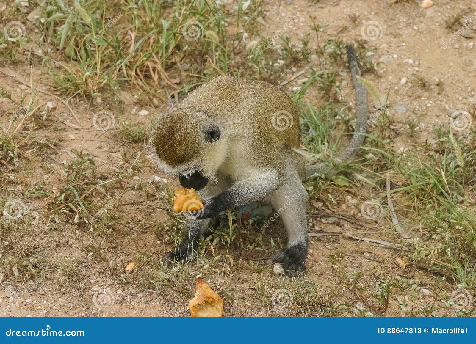 Baboon stock photo. Image of food, tree, west, house - 88647818