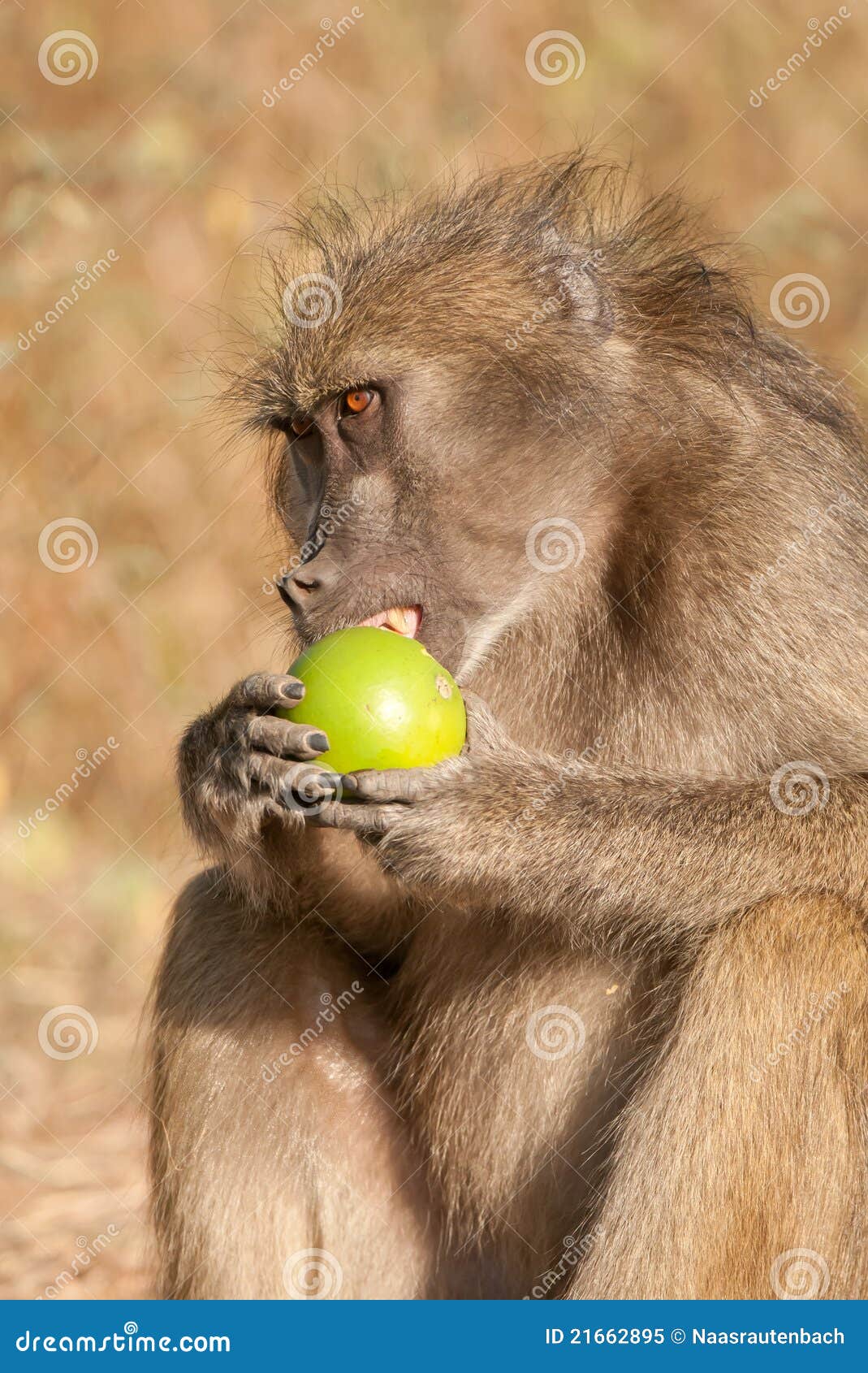 Baboon eating a wild fruit stock image. Image of africa - 21662895