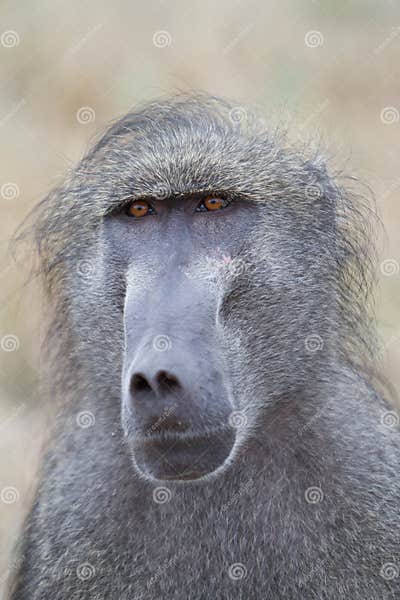 Baboon face stock image. Image of adult, africa, portrait - 26374423