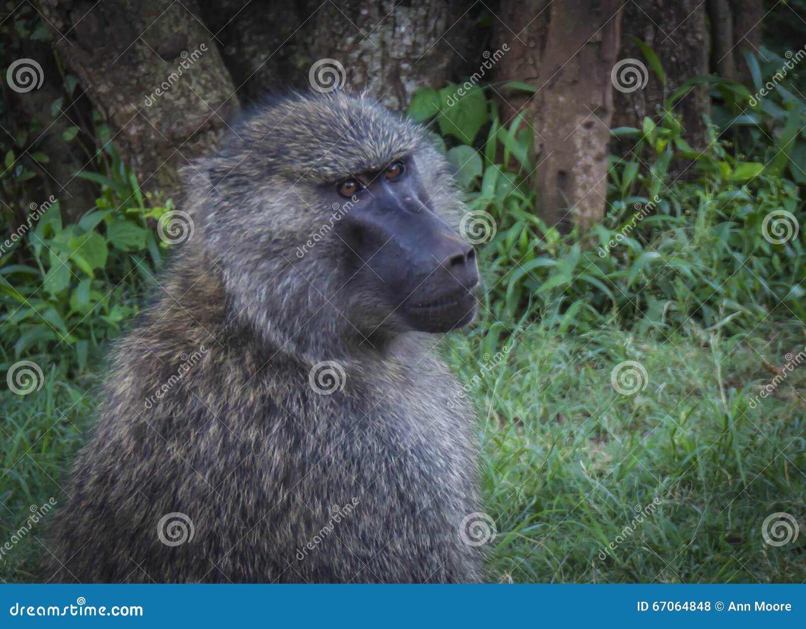 Baboon face stock photo. Image of mammals, head, baboon - 67064848