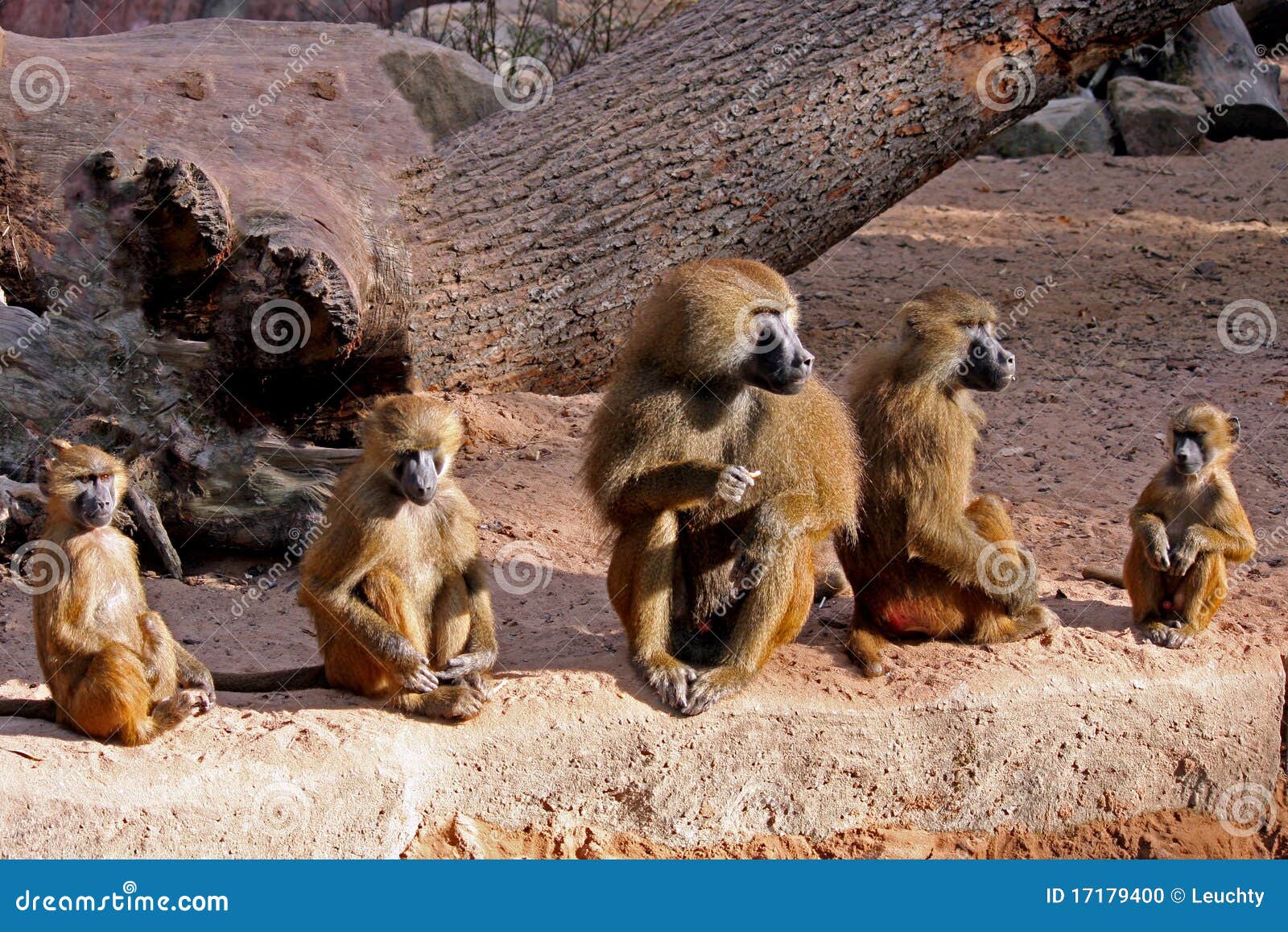 A baboon family stock photo. Image of baboon, mammals - 17179400