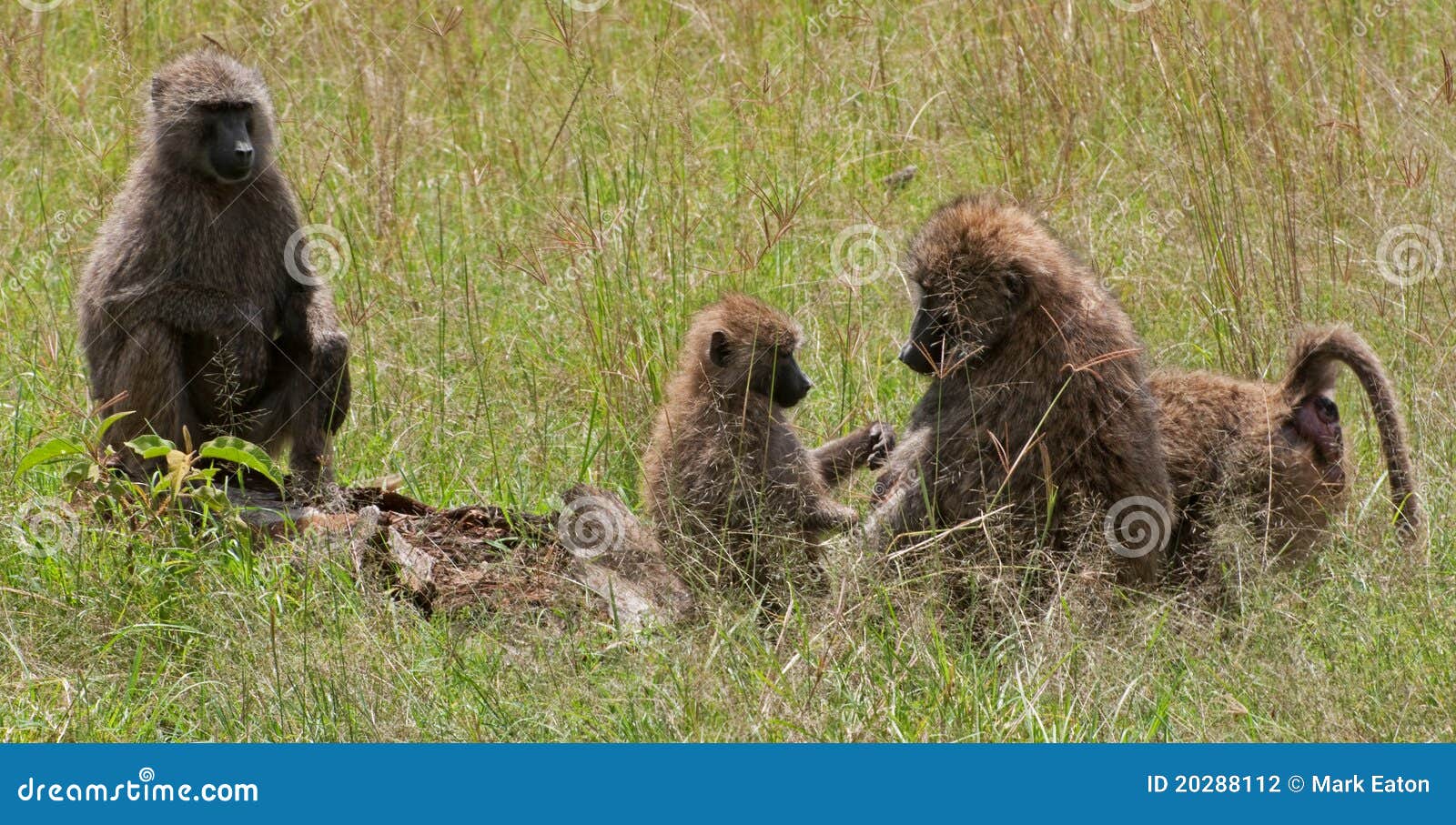 Baboon Family stock photo. Image of group, masai, olive - 20288112