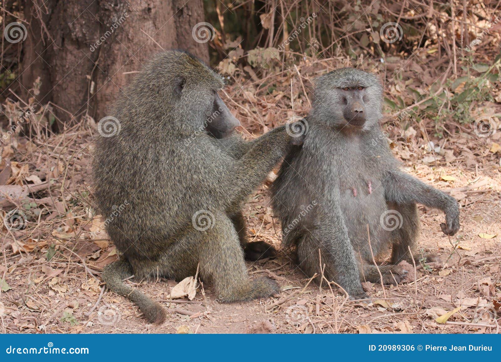 Baboon family stock photo. Image of tanzania, adventure - 20989306