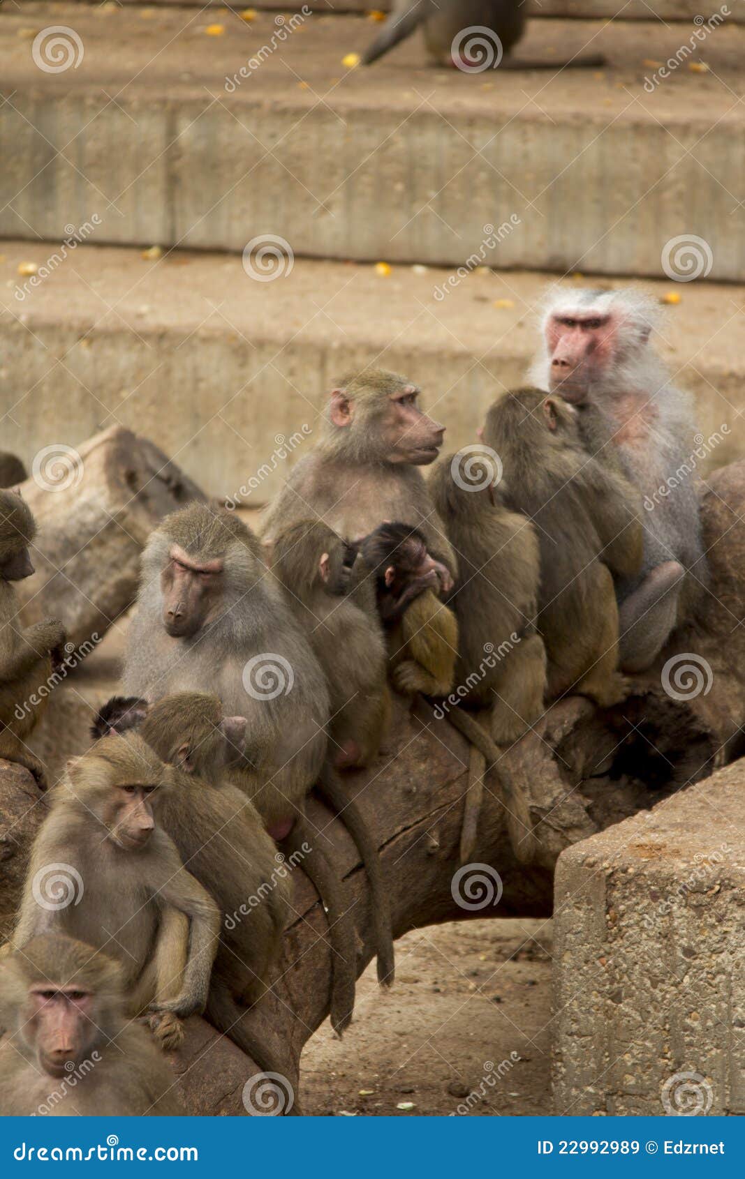 Baboon Family stock image. Image of mamals, chief, animal - 22992989