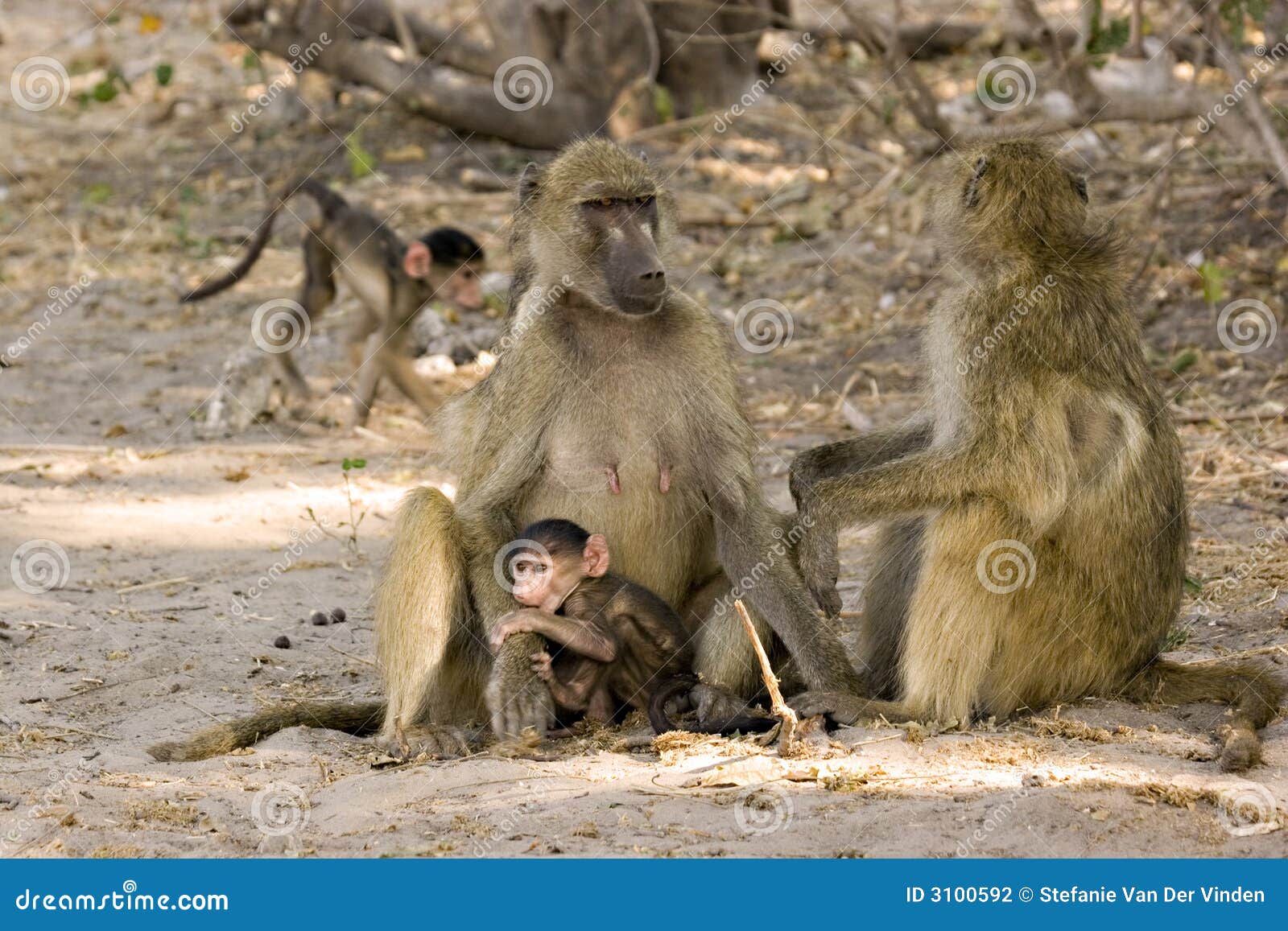 Baboon family stock photo. Image of animal, mother, baby - 3100592