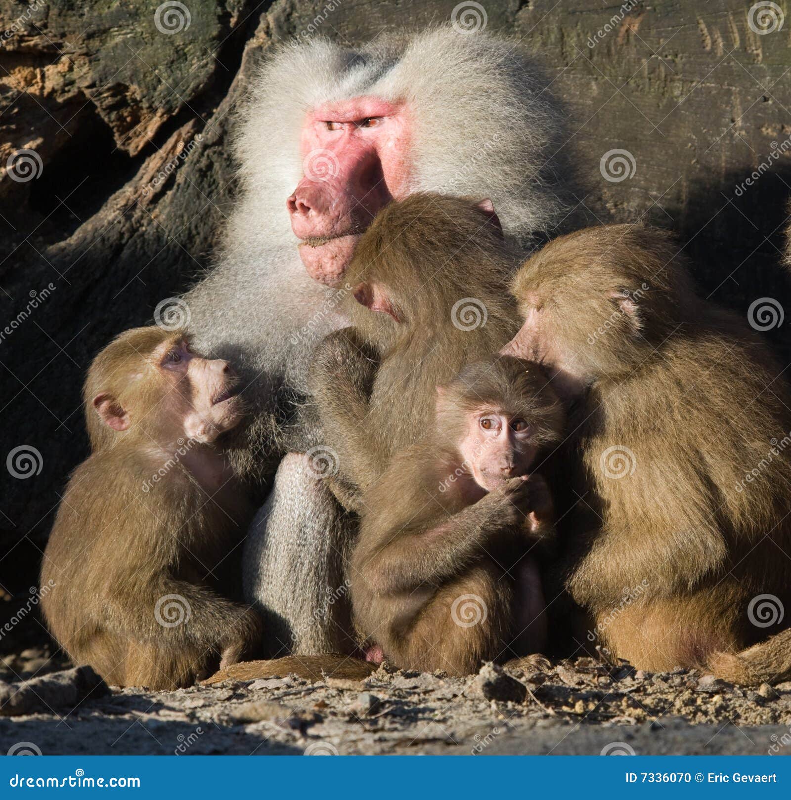 Baboon Family Stock Photography | CartoonDealer.com #7336070