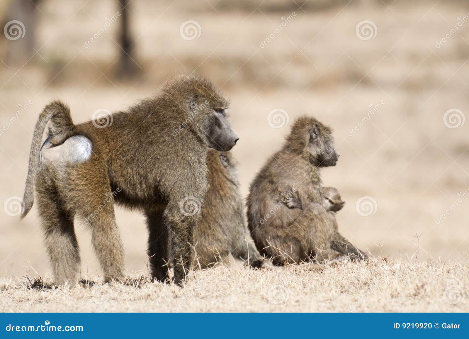 Baboon family stock photo. Image of mature, female, posture - 9219920