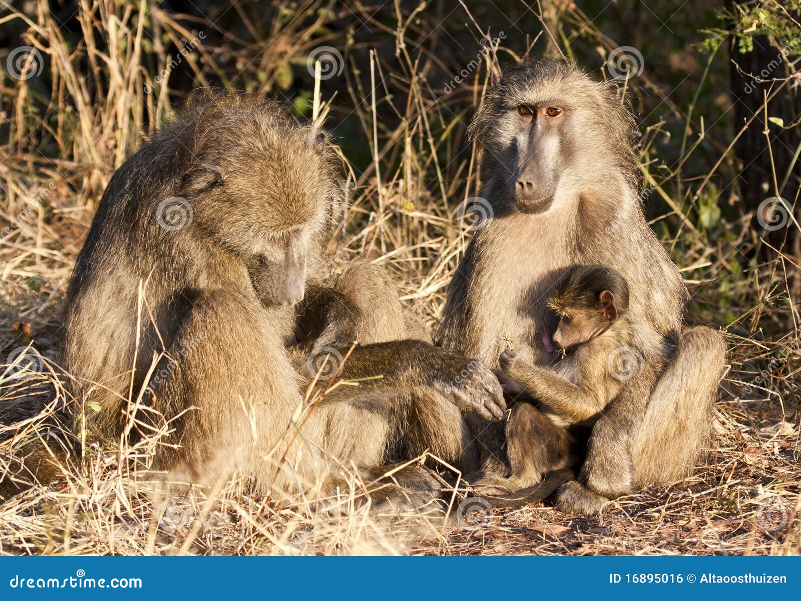 Baboon Family Sitting on the Side of a Road Stock Photo - Image of ...