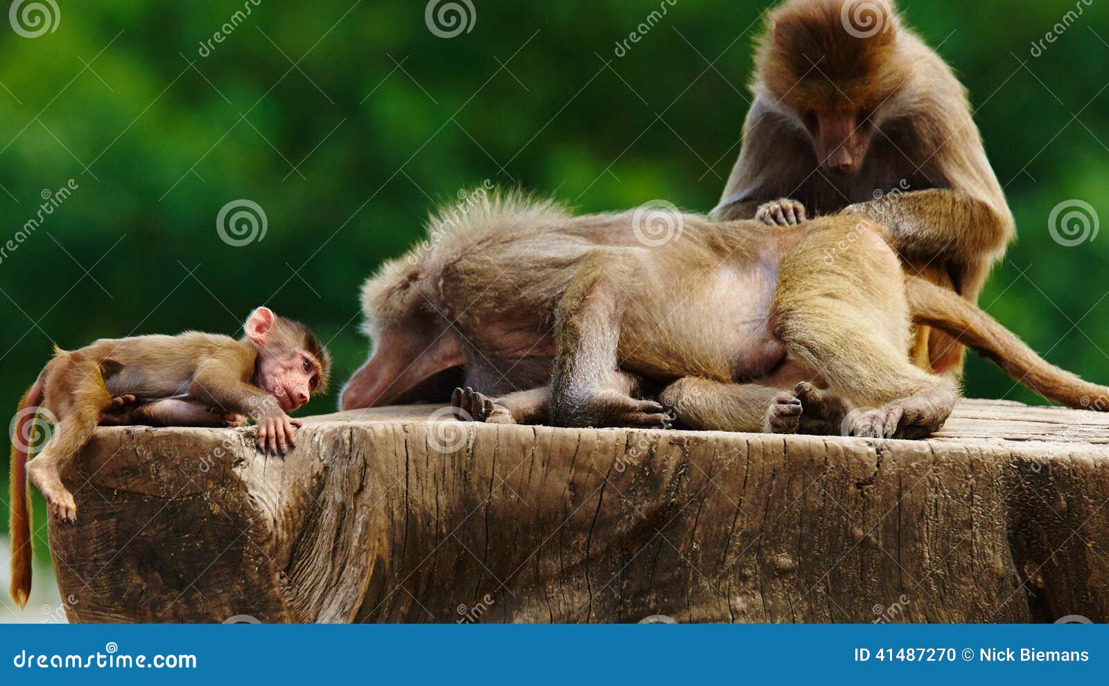 Baboon Family on a Tree Stump Stock Photo - Image of wildlife ...
